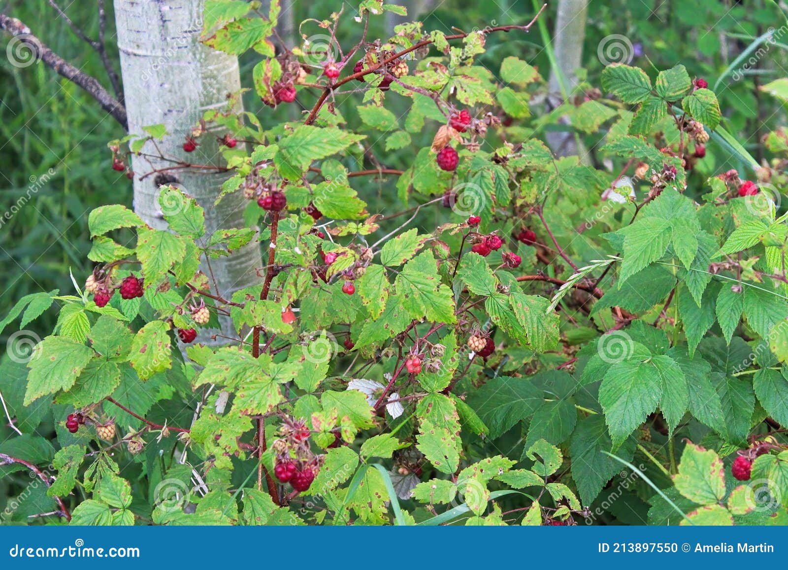 Wild Raspberry Bushes Growing in the Forest with Red Berries Stock ...