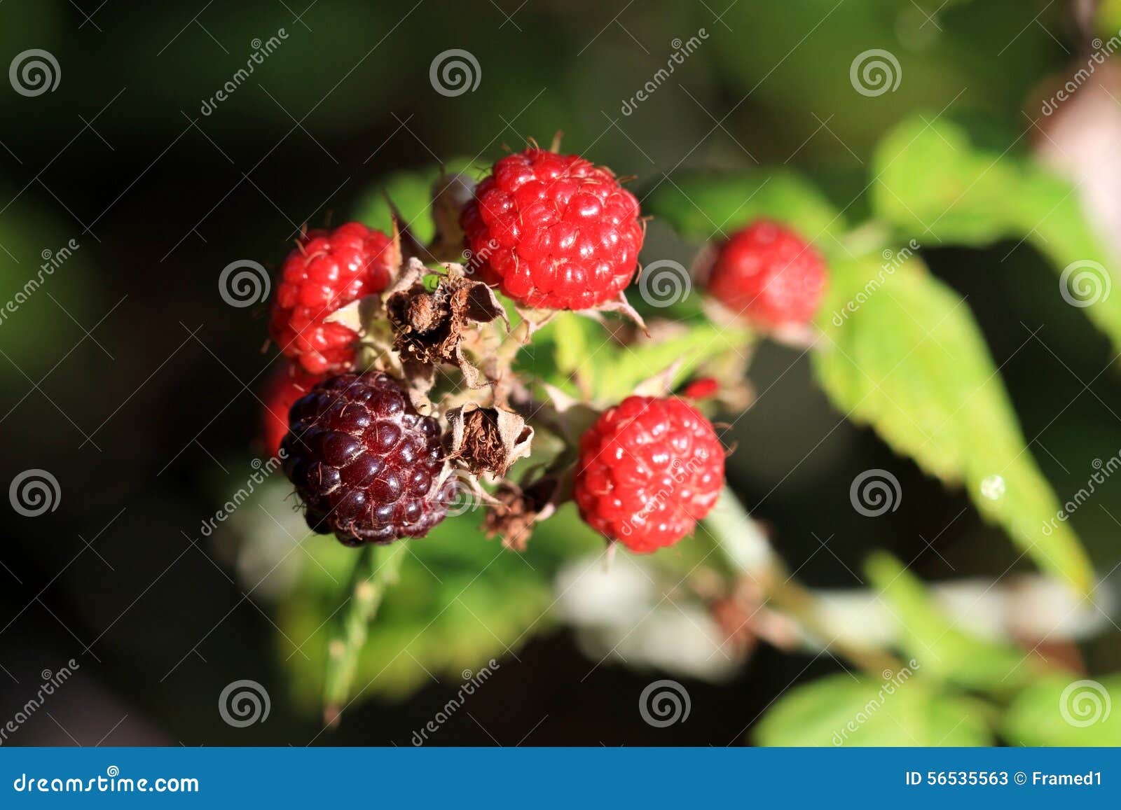 Wild Raspberry stock image. Image of snack, colorful - 56535563