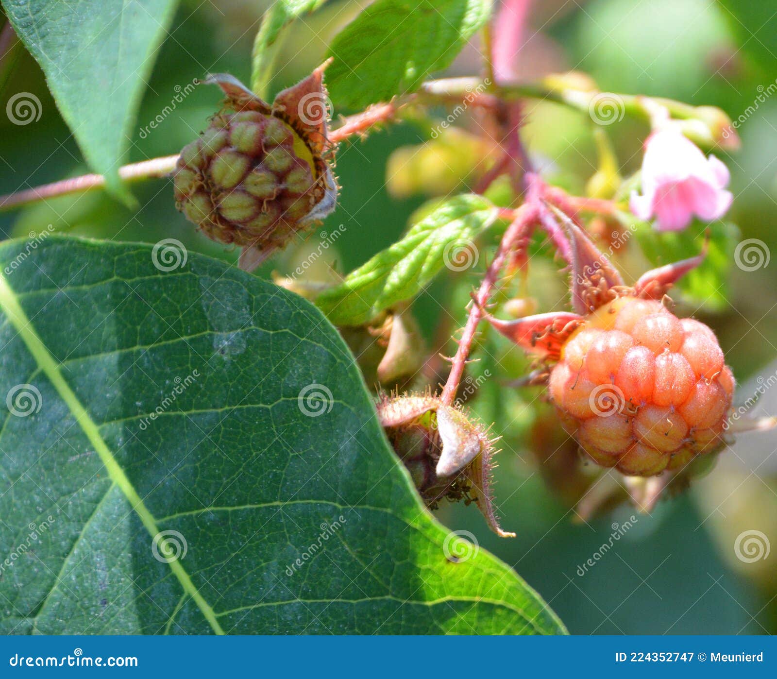 Wild Raspberry is the Edible Fruit of a Multitude of Plant Species ...