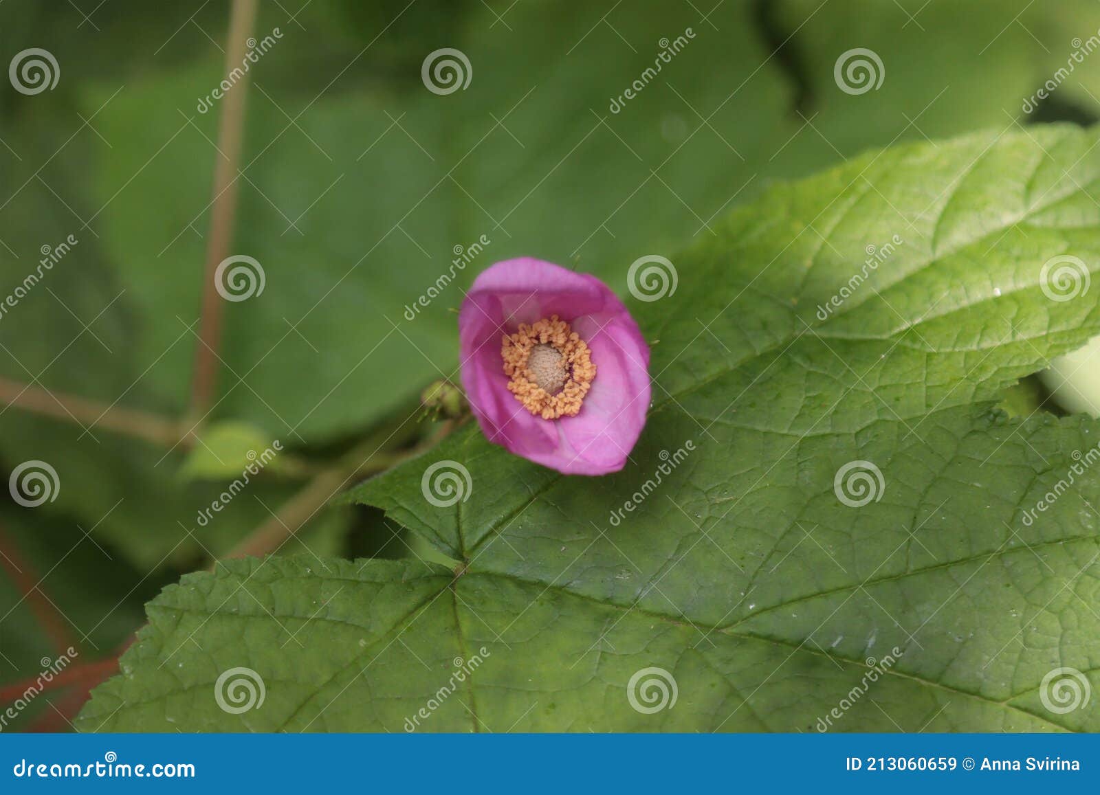 Wild raspberry flower stock image. Image of wild, petals - 213060659