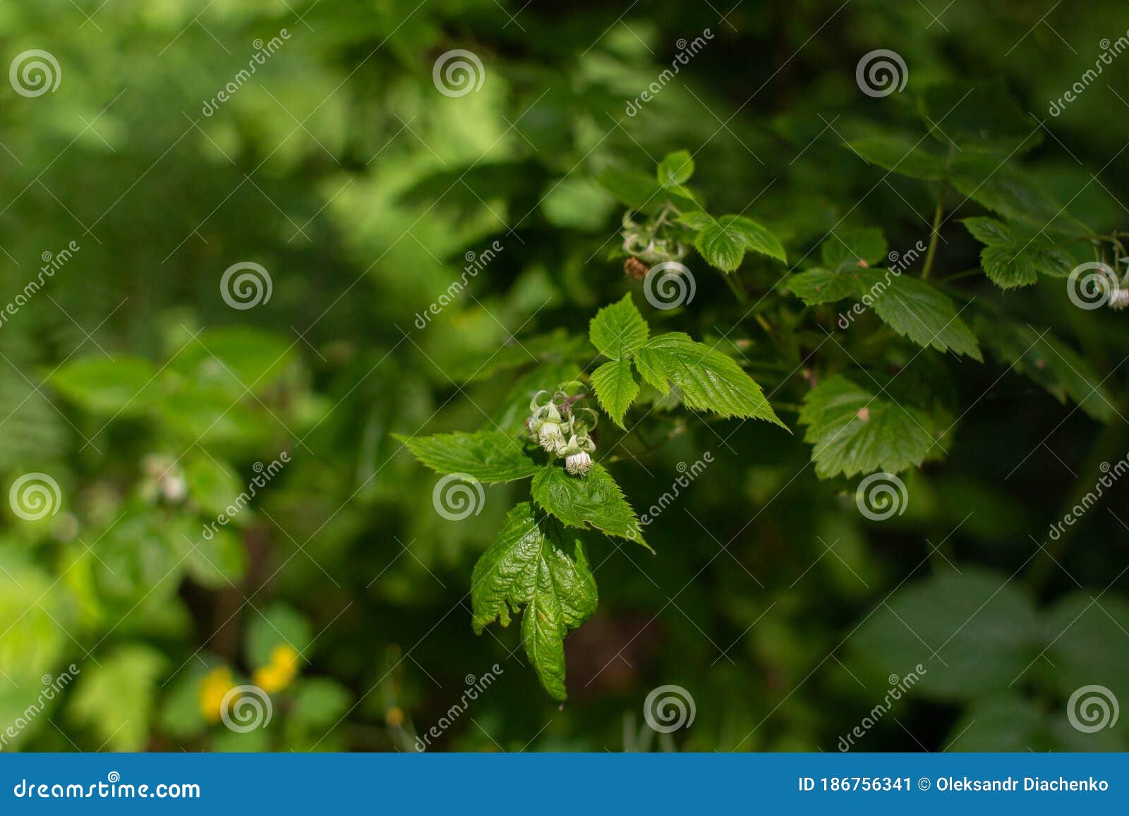 Wild Raspberry Flower in the Forest Stock Image - Image of green ...