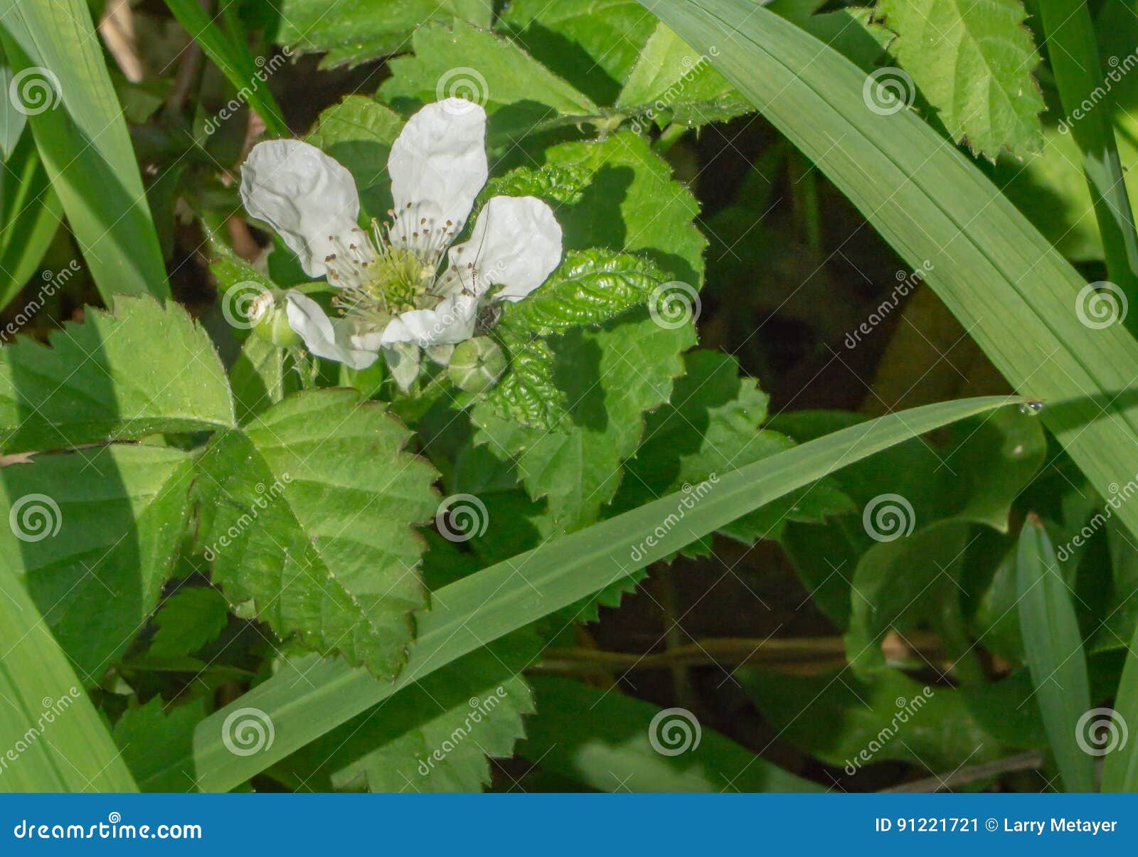 Wild Raspberry Flower stock image. Image of blooming - 91221721