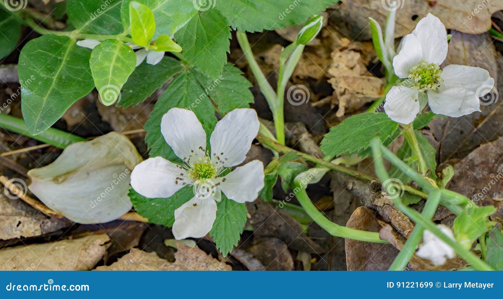 Wild Raspberry Flowers stock image. Image of mountains - 91221699