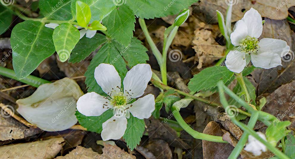 Wild Raspberry Flowers stock image. Image of mountains - 91221699