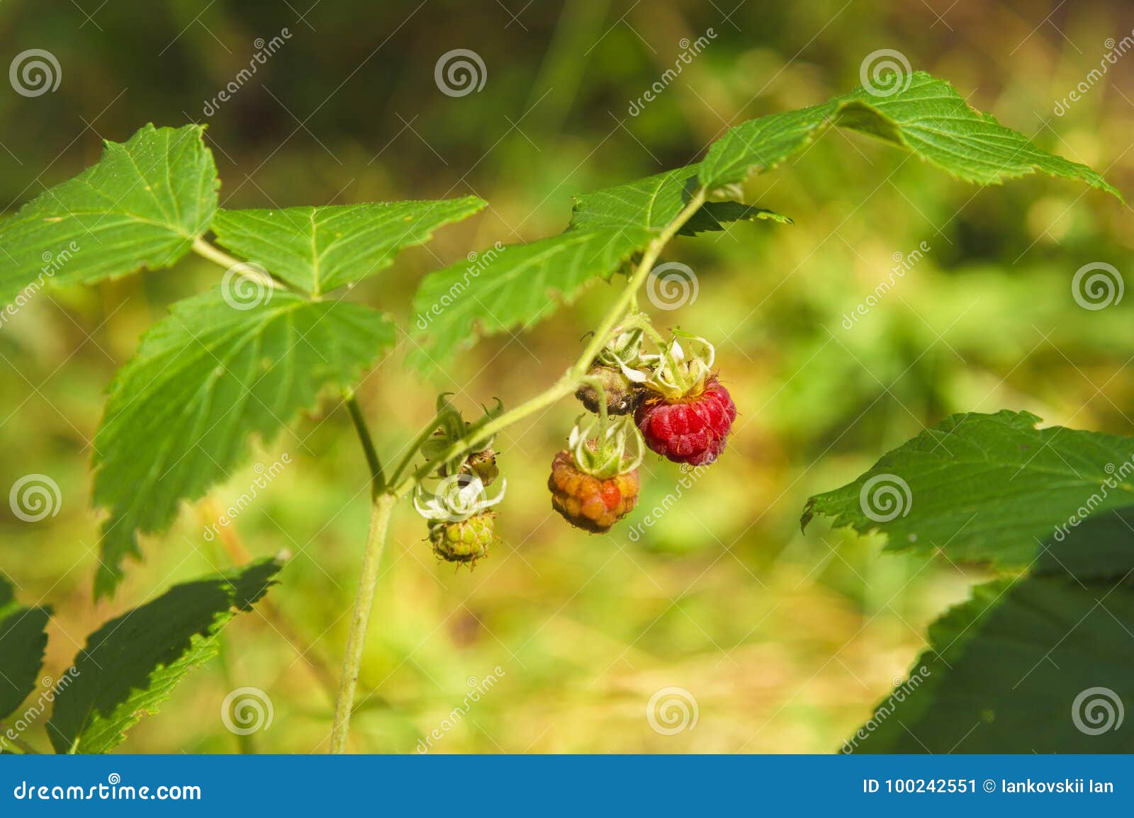 Wild raspberry in forest stock image. Image of forest - 100242551