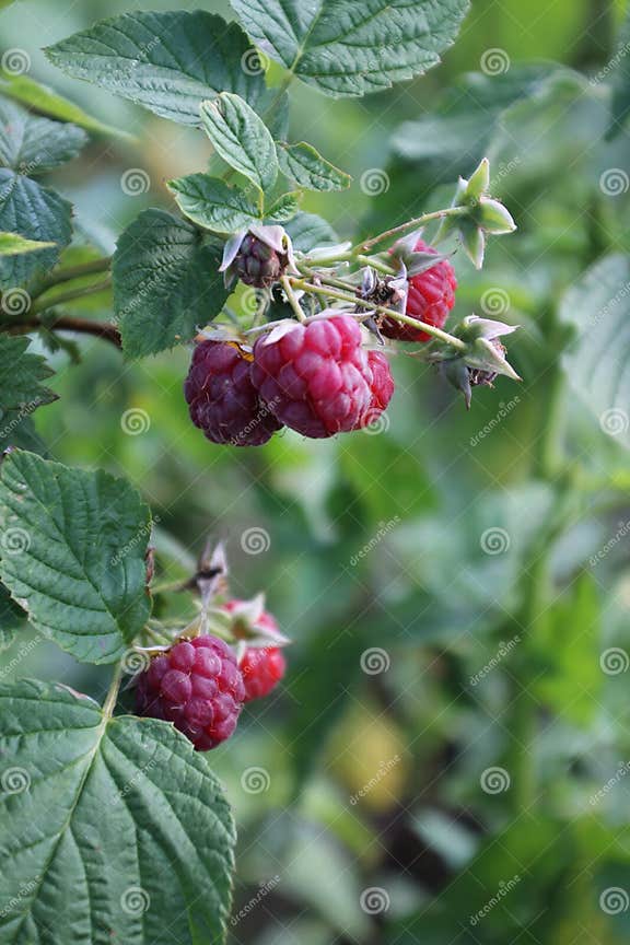 Wild raspberry stock image. Image of raspberry, nnbeautiful - 93051903