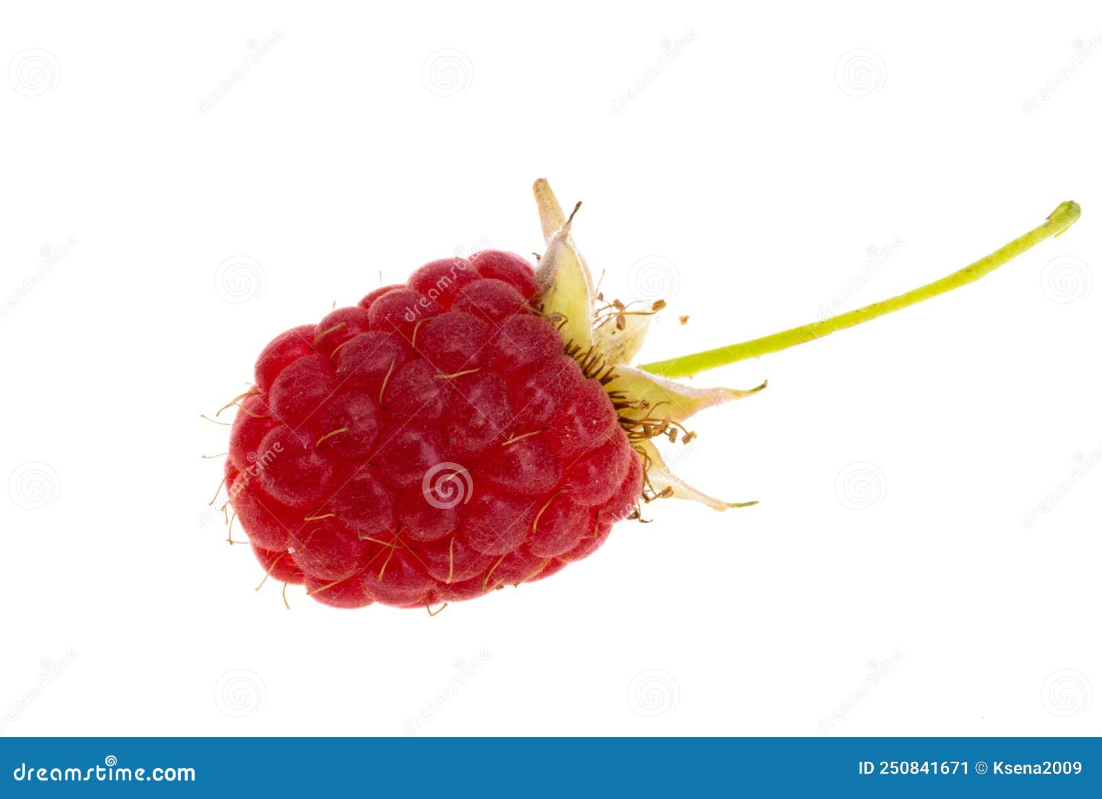 Wild raspberry isolated stock image. Image of vegetarian - 250841671