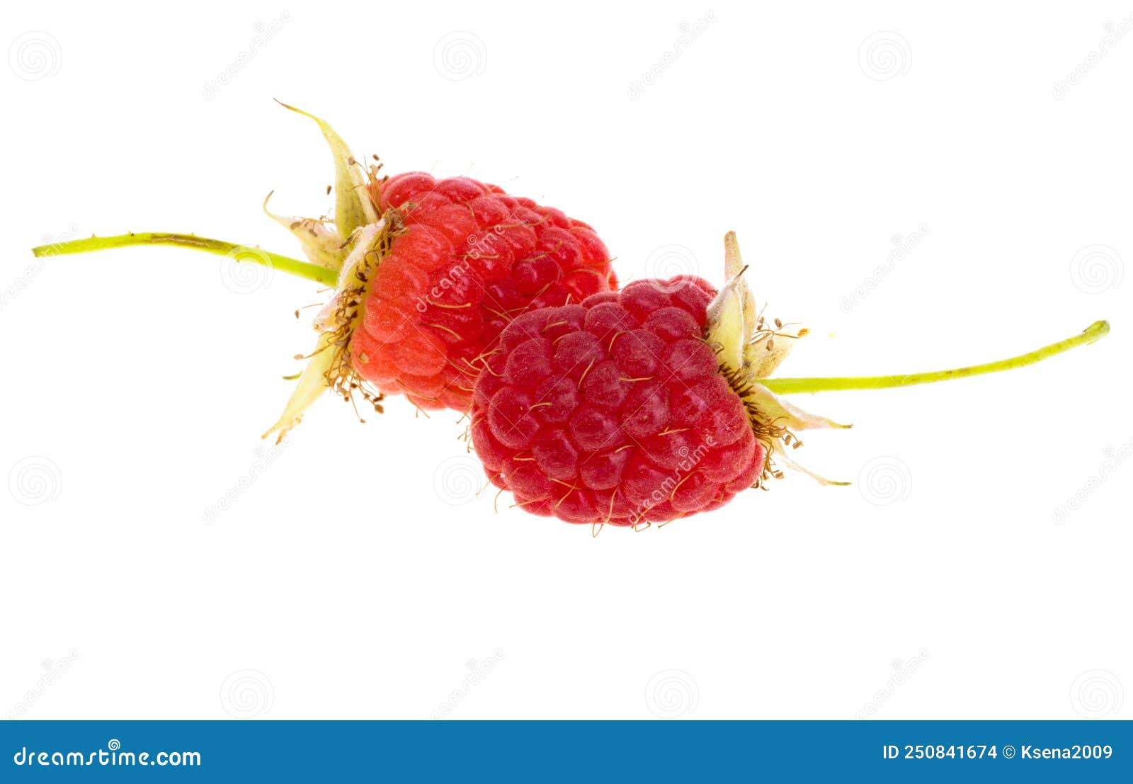 Wild raspberry isolated stock photo. Image of healthy - 250841674
