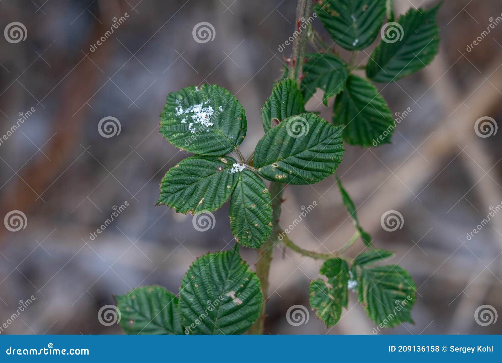Wild raspberry leaves stock photo. Image of outdoors - 209136158