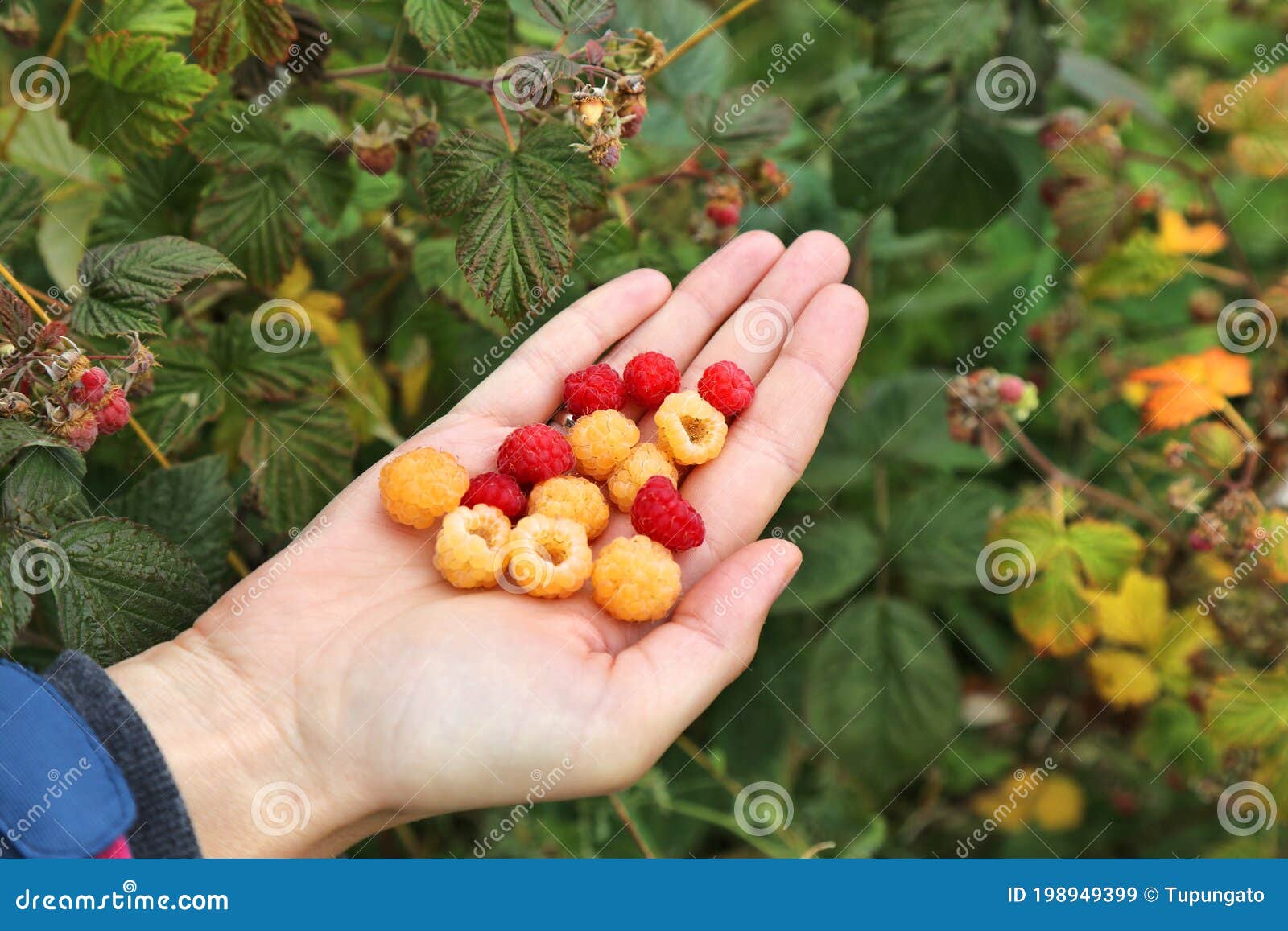 Wild raspberry in Norway stock image. Image of place - 198949399