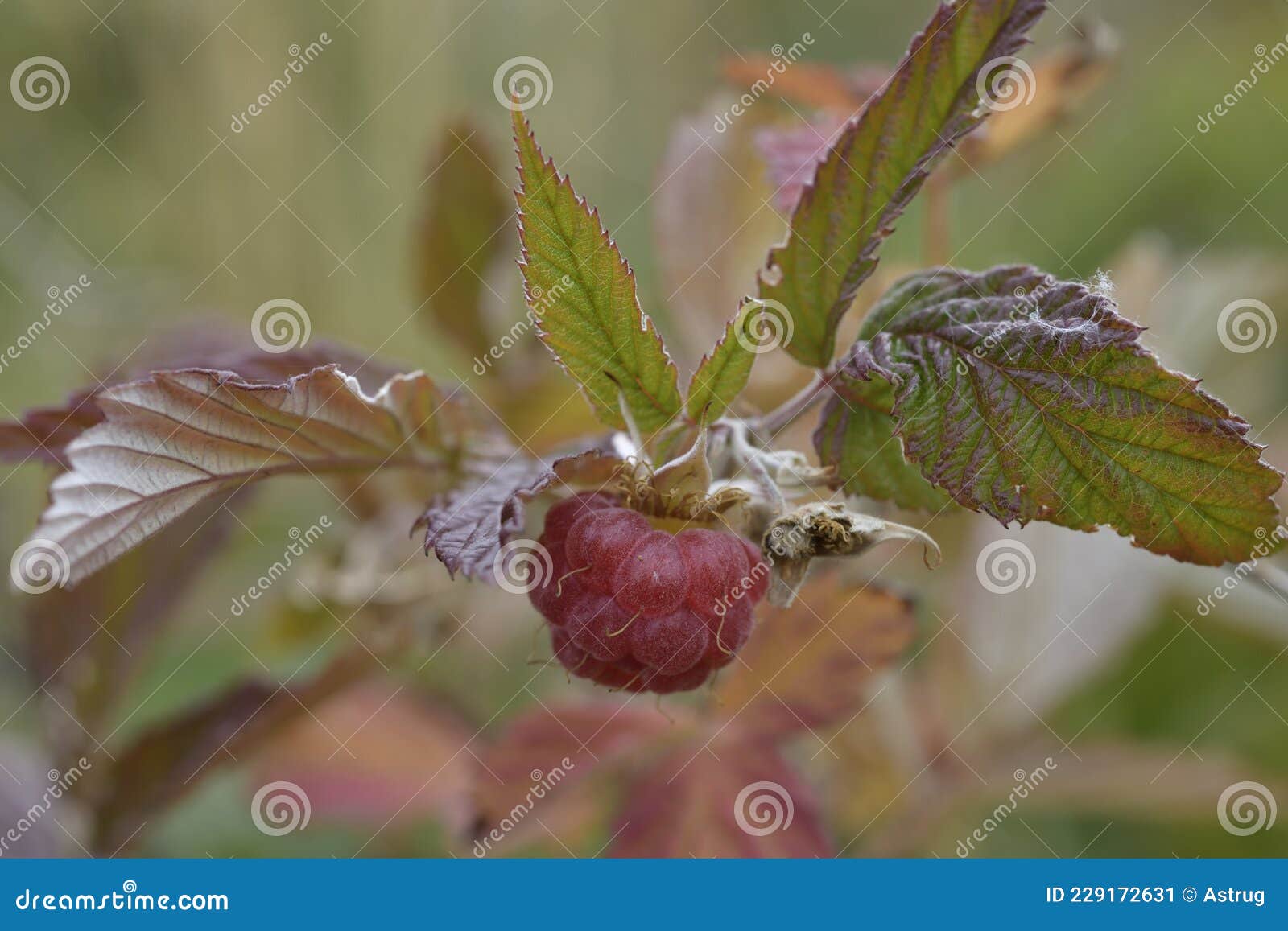Wild raspberry stock image. Image of bush, ripe, berry - 229172631