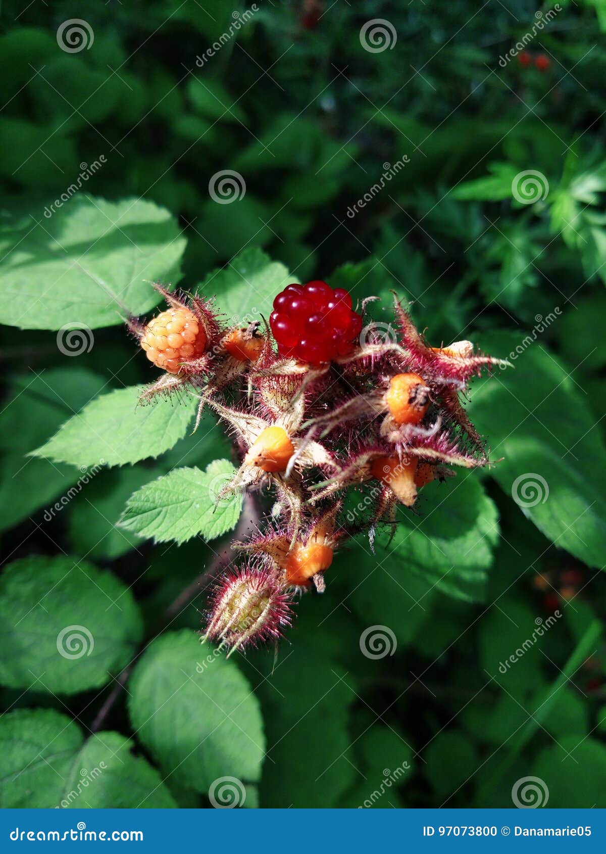 Wild Raspberry stock photo. Image of wild, plant, fruit - 97073800