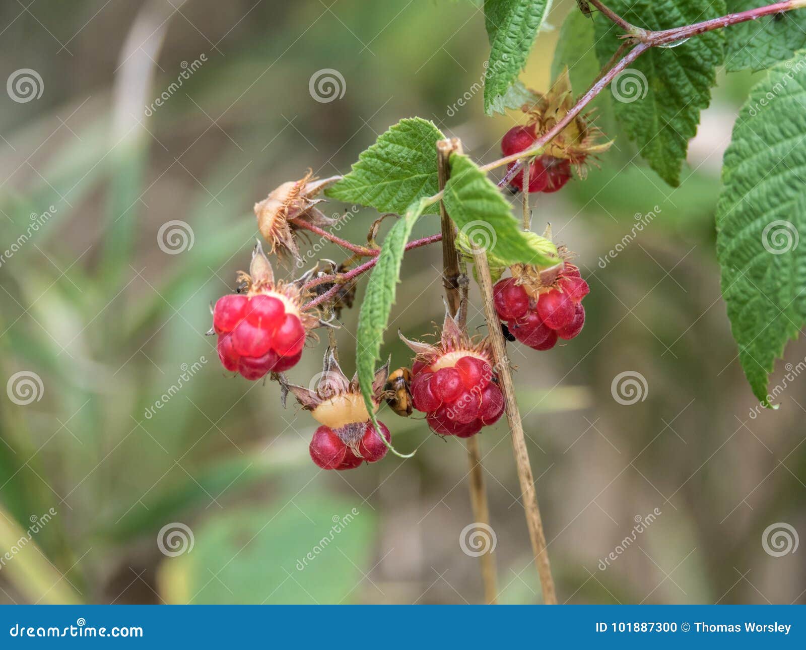 Wild Raspberry Plants stock photo. Image of raspberry - 101887300
