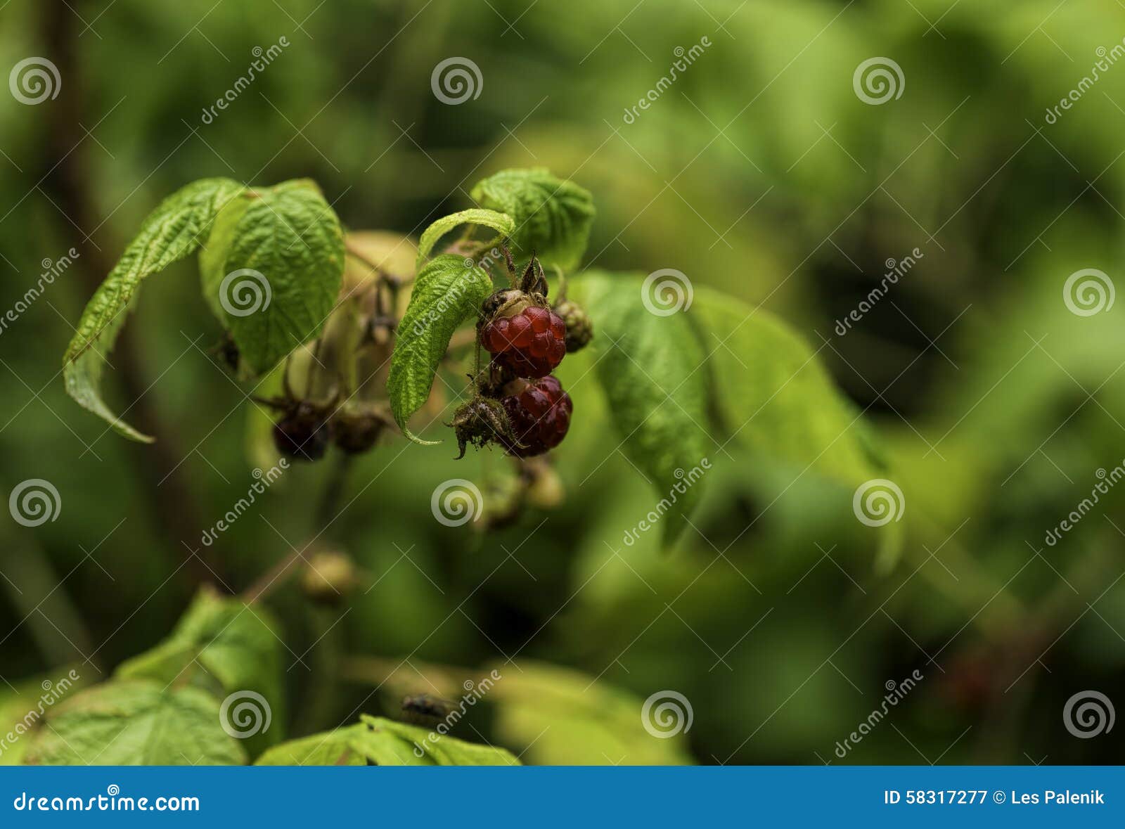 Wild raspberry stock image. Image of close, summer, plant - 58317277