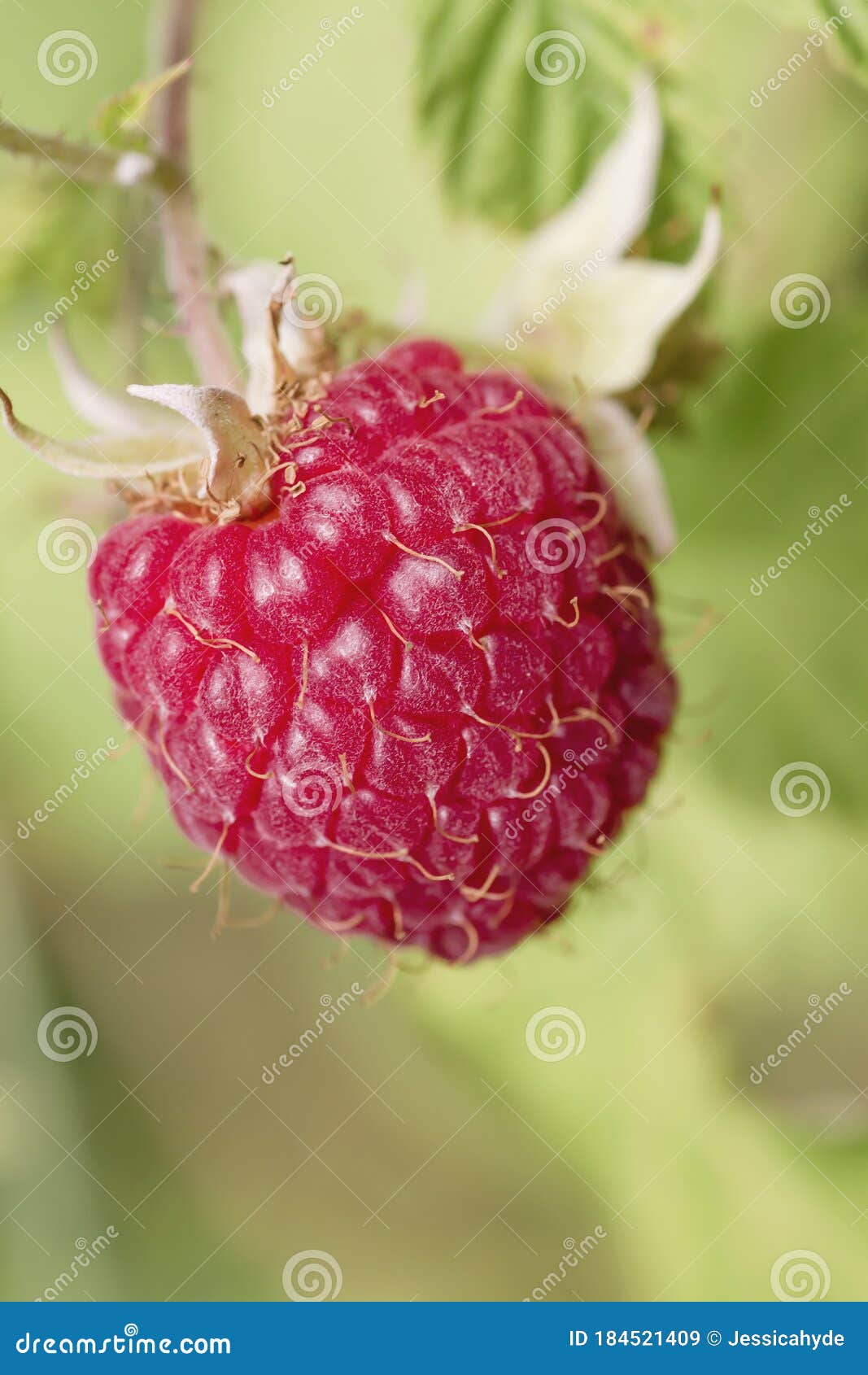 Wild Raspberry Red Fruit Close Up Stock Image - Image of crops, idaeus ...
