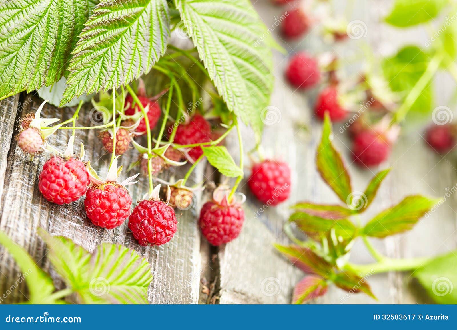 Wild raspberry stock image. Image of diet, fresh, detail - 32583617