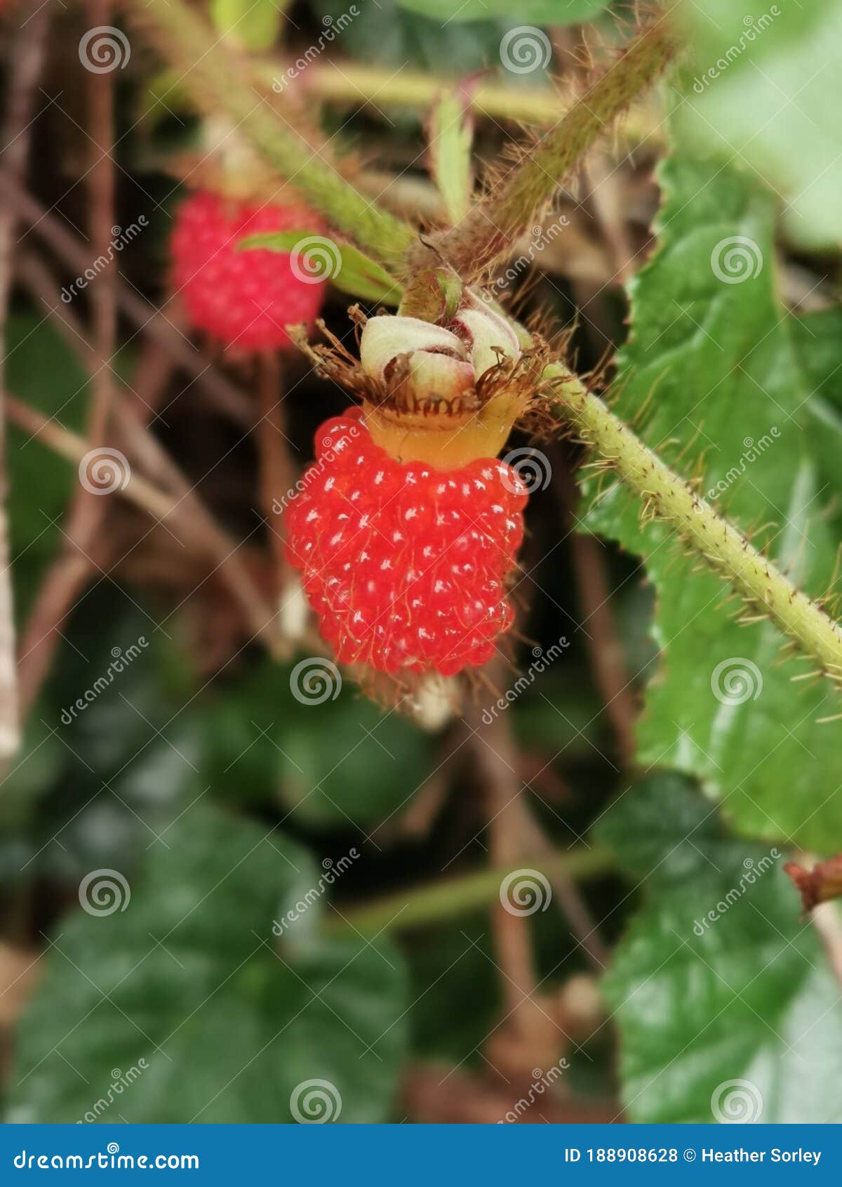 Wild Raspberry Shiny Fresh Vibrant Stock Photo - Image of food ...