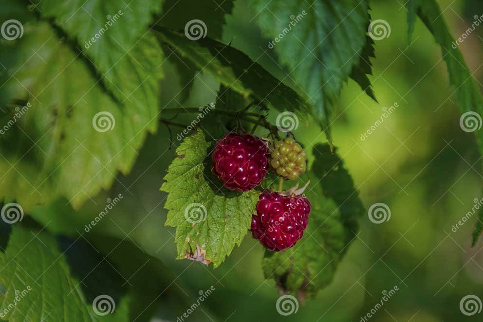 Wild Raspberry from Siberia Stock Image - Image of wild, vitamin: 129189917