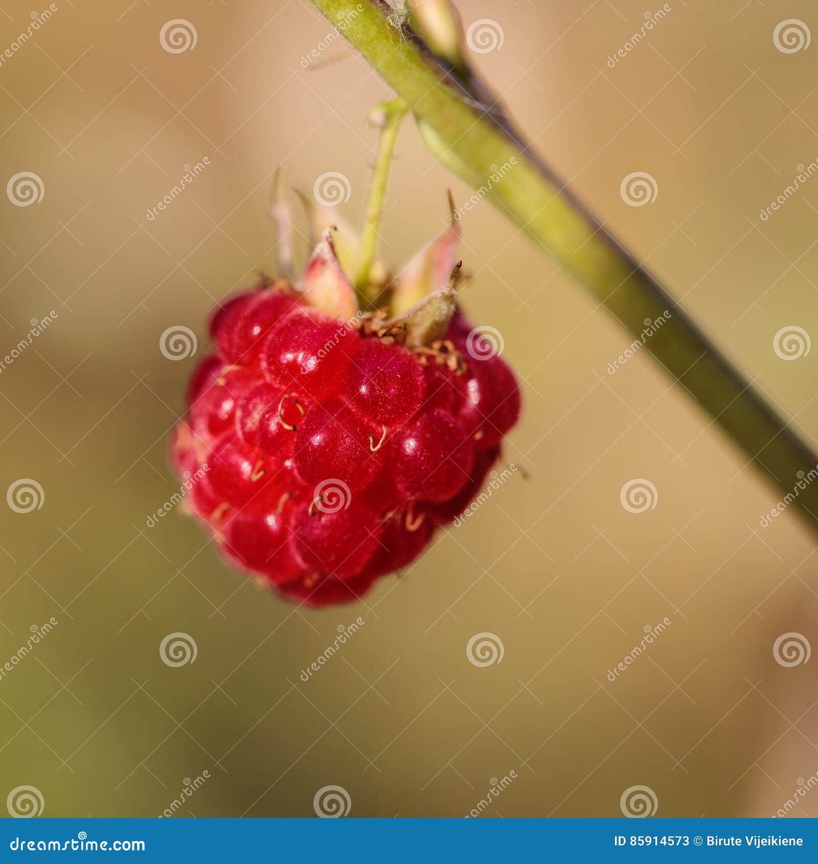 Wild Raspberry in the Summer Forest Stock Image - Image of vegetarian ...