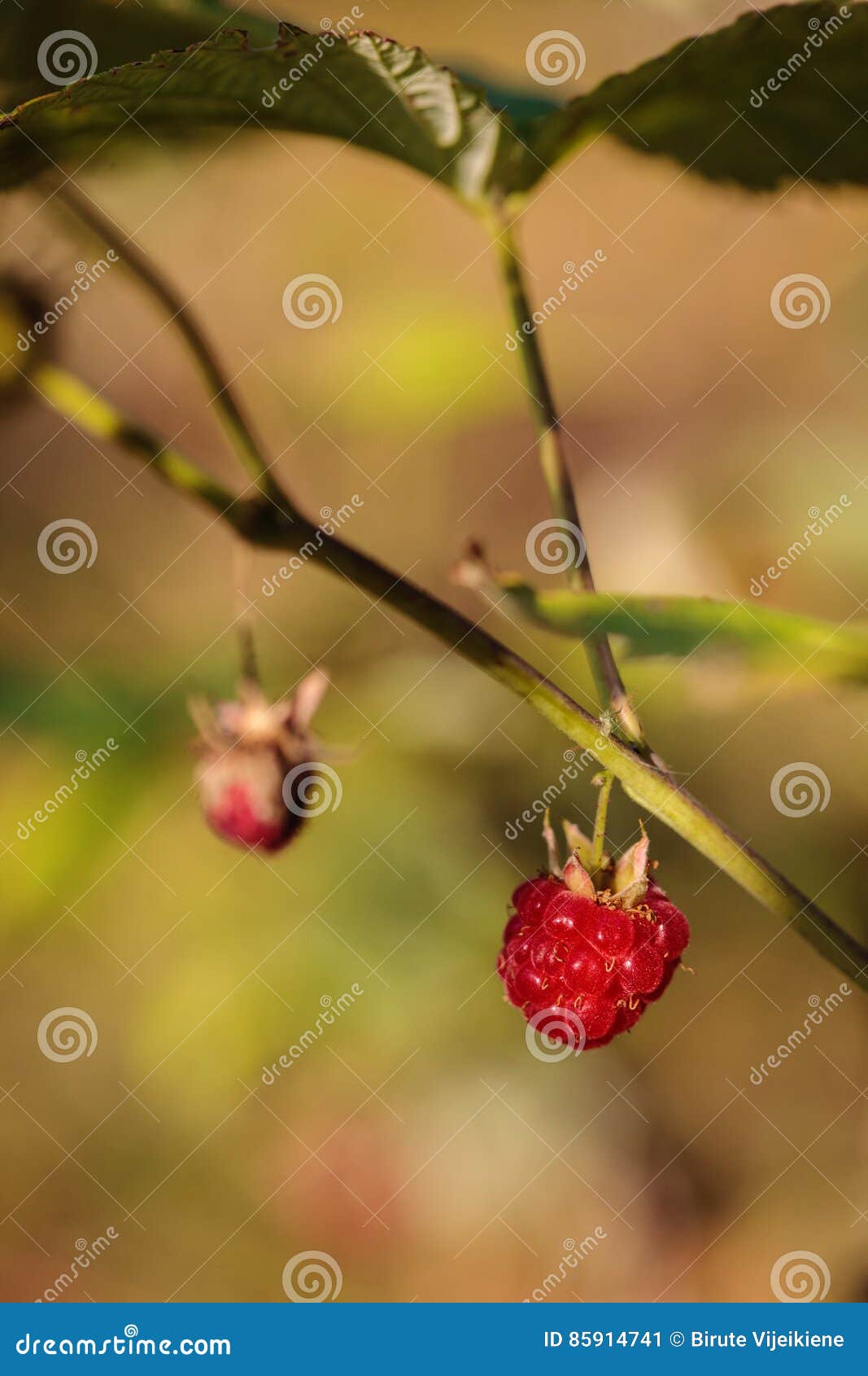 Wild Raspberry in the Summer Forest Stock Image - Image of organic ...