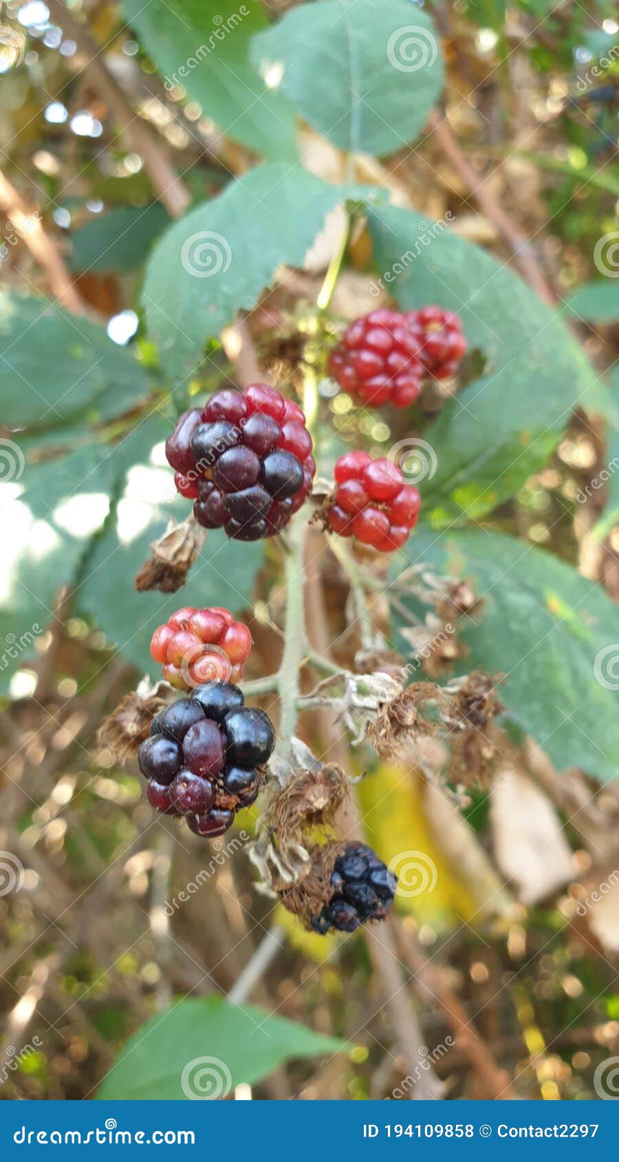 Wild Raspberry, Sweet and Sour, in a Dry August Stock Photo - Image of ...