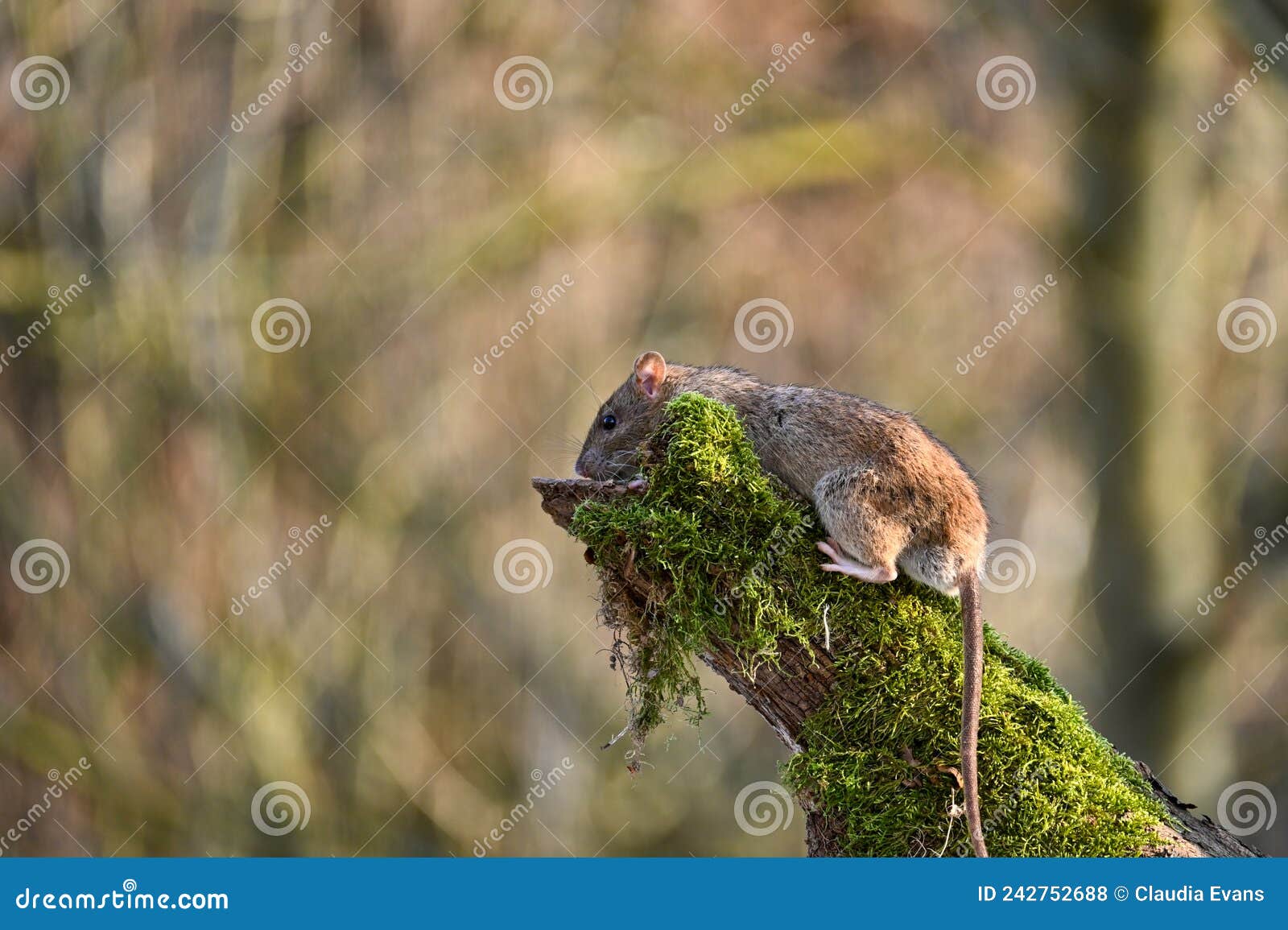 A wild rat stock photo. Image of mammal, outdoors, longtailed - 242752688