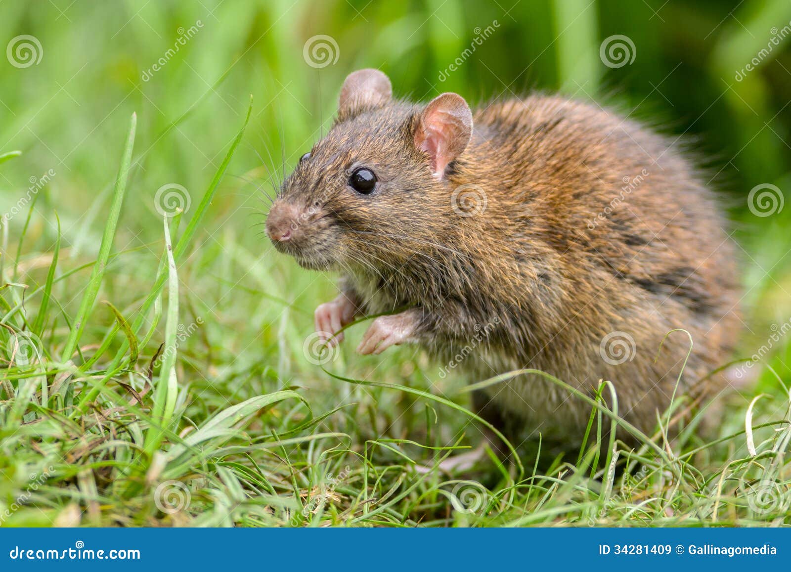 Wild Rat stock image. Image of brown, funny, wildlife - 34281409