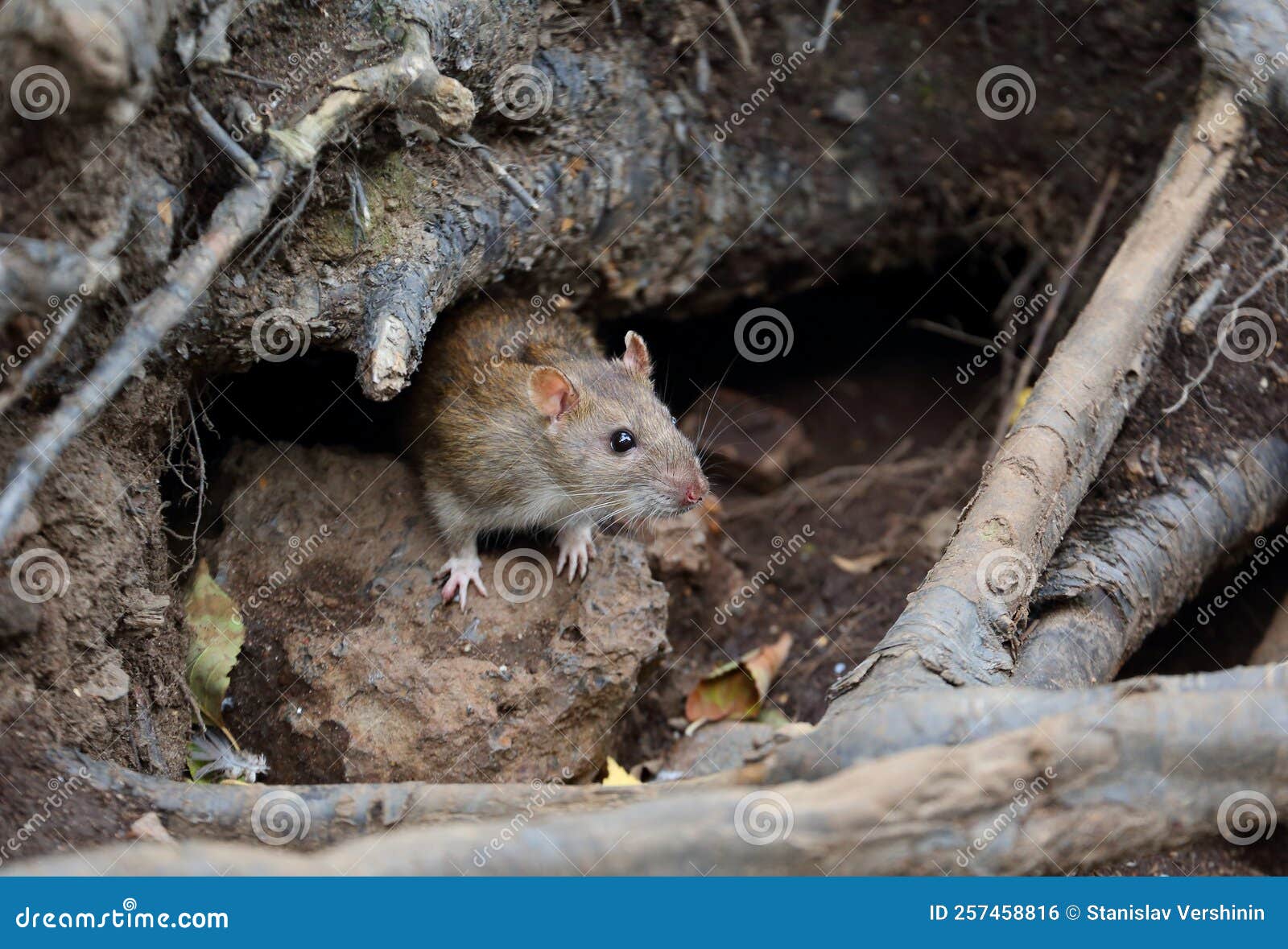 Wild Rat Crawls Out of a Hole in the Ground Under the Roots of a Tree ...