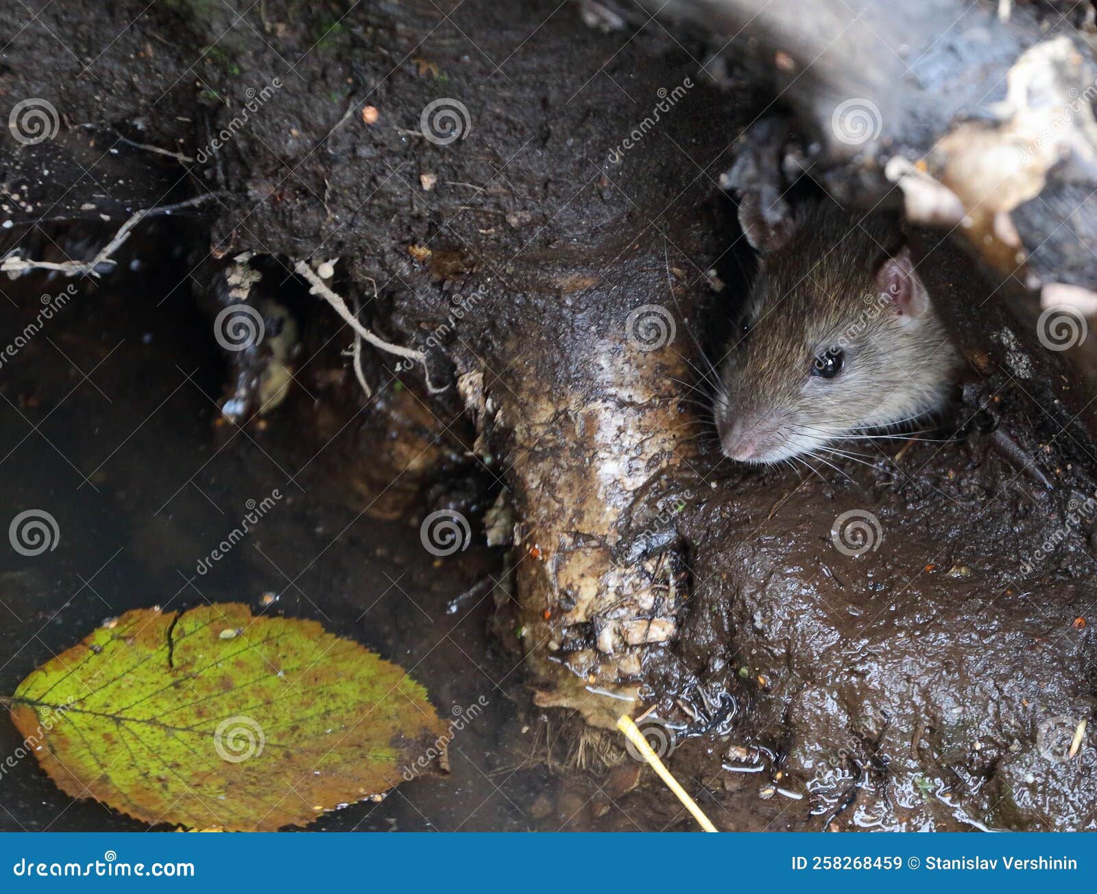 Wild Rat Crawls Out of a Hole in the Ground Under the Roots of a Tree ...