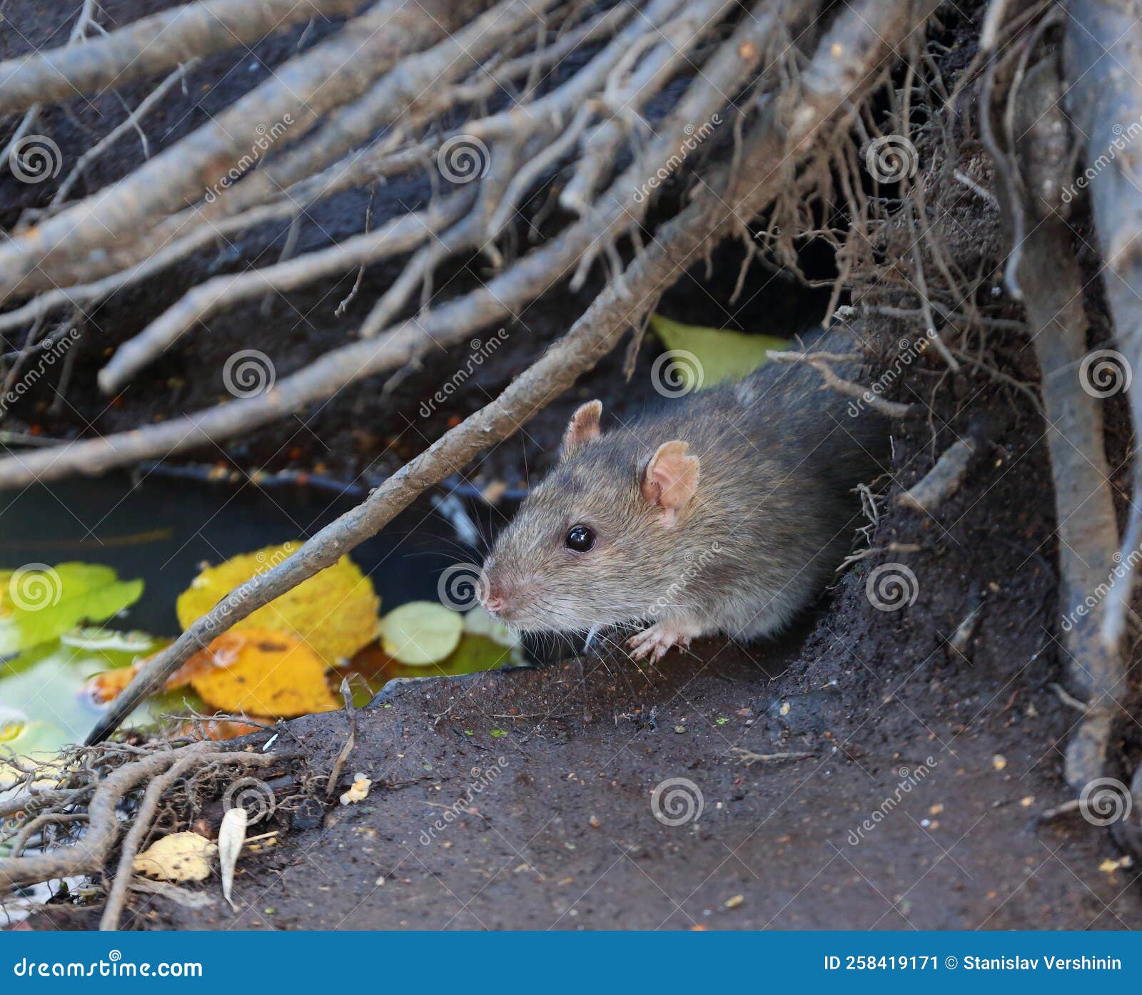 Wild Rat Crawls Out of a Hole in the Ground Under the Roots of a Tree ...