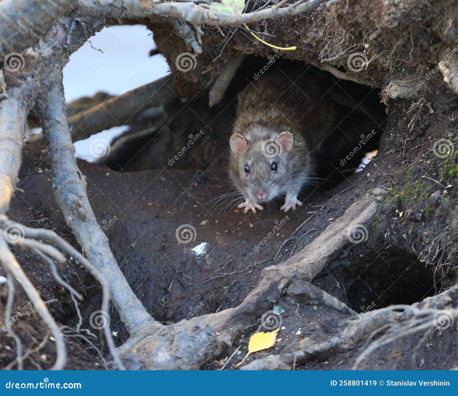 Wild Rat Crawls Out of a Hole in the Ground Under the Roots of a Tree ...