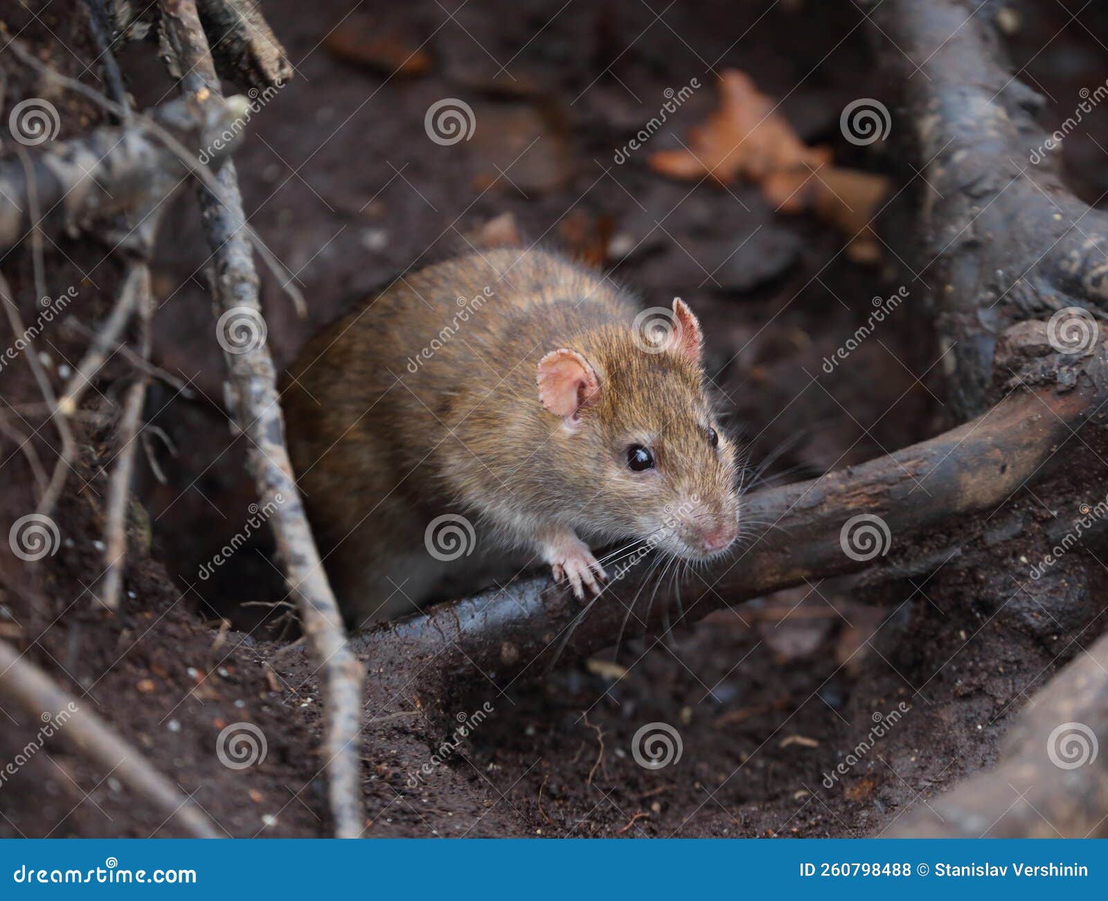 Wild Rat Crawls Out of a Hole in the Ground Under the Roots of a Tree ...