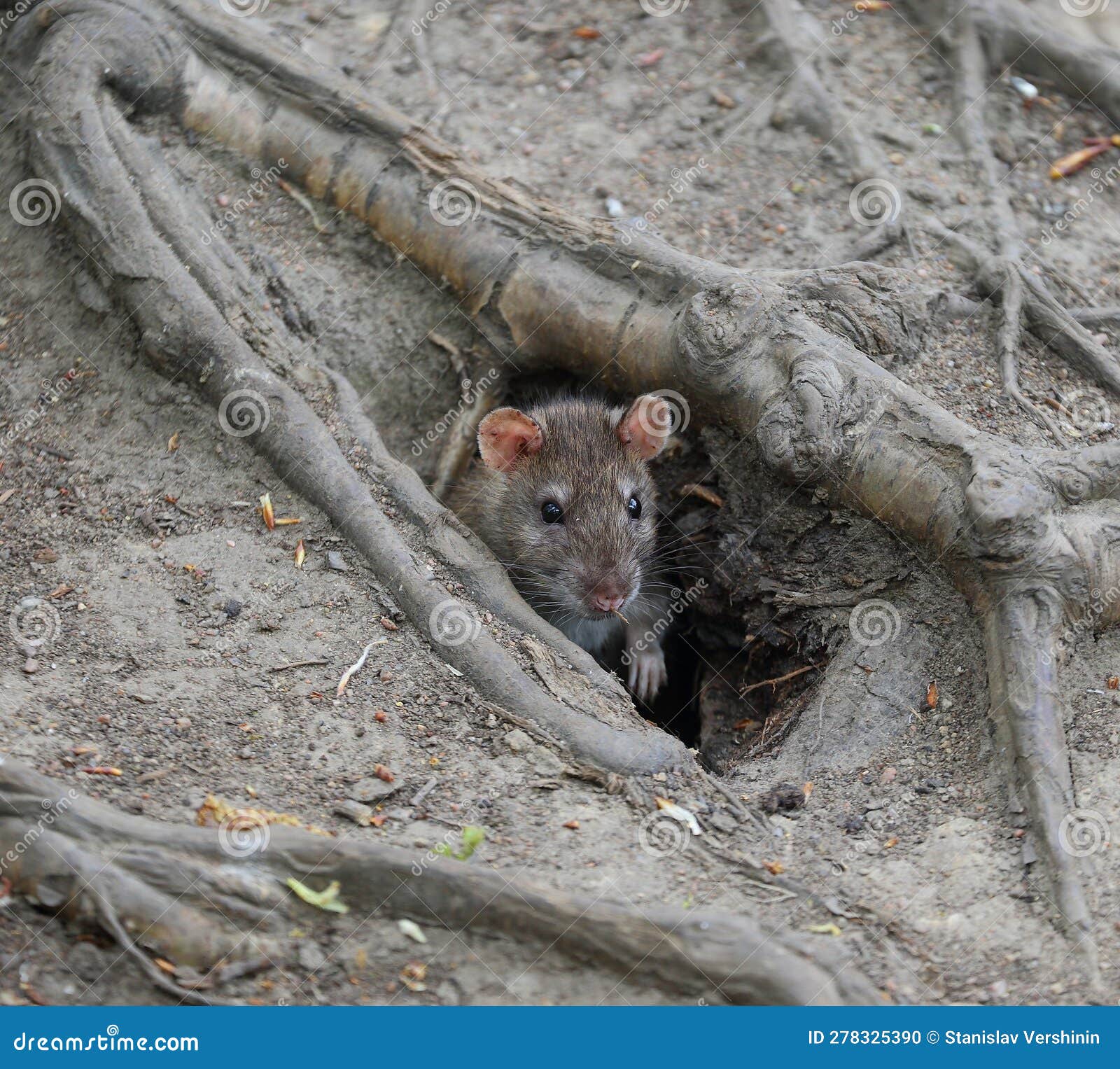 Wild Rat Crawls Out of a Hole in the Ground Under the Roots of a Tree ...