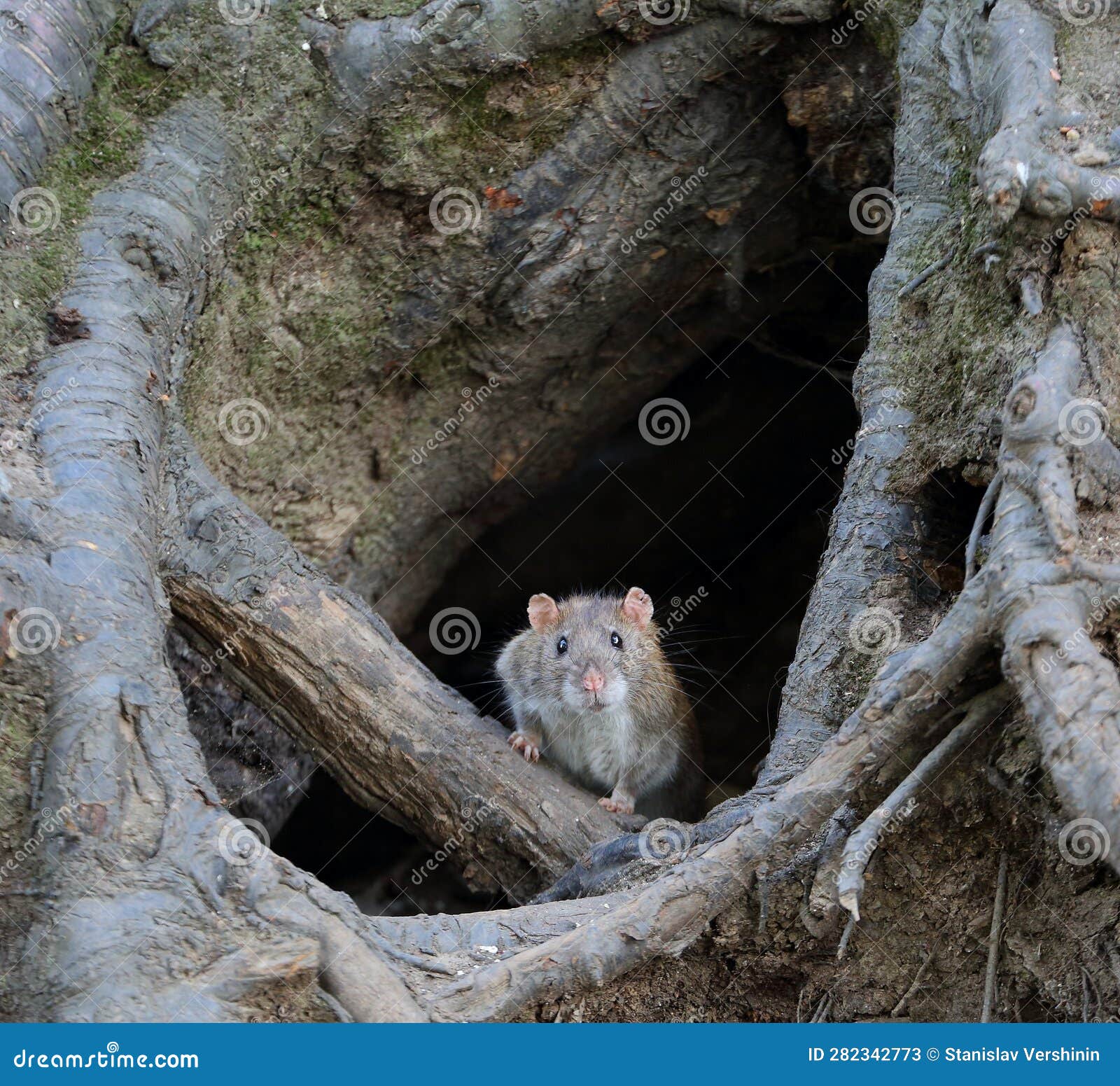 Wild Rat Crawls Out of a Hole in the Ground Under the Roots of a Tree ...