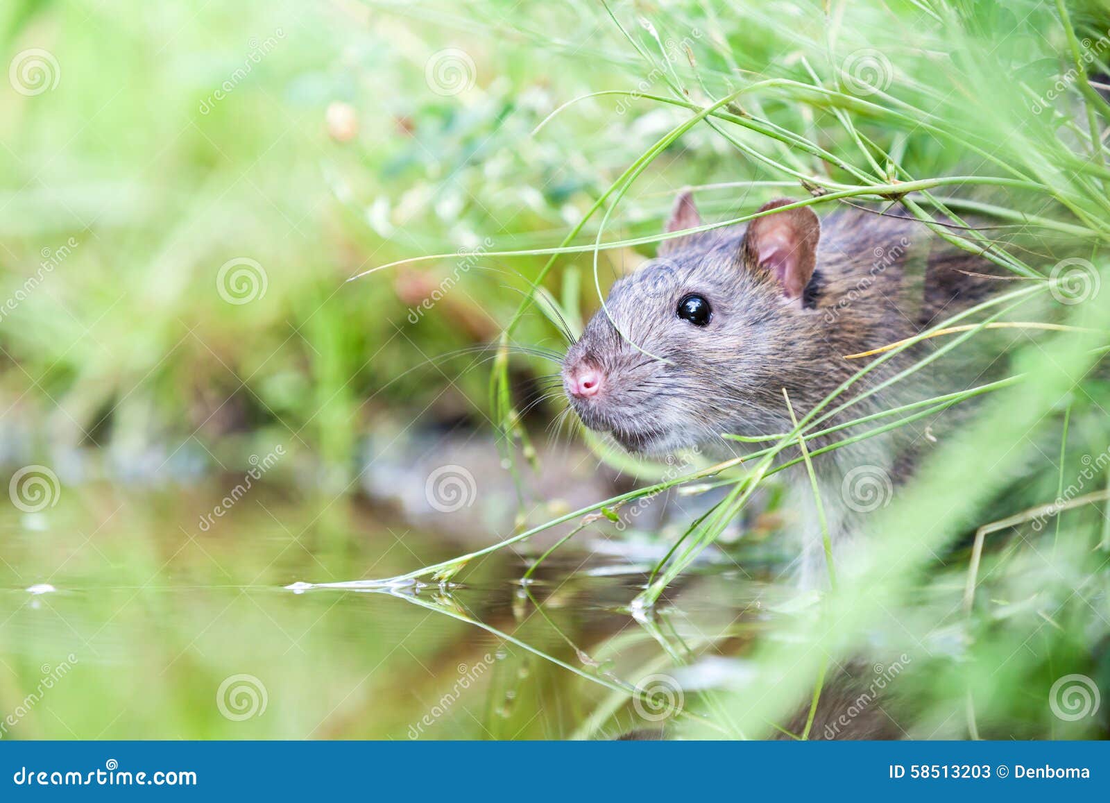 Wild rat stock image. Image of basin, closeup, flora - 58513203