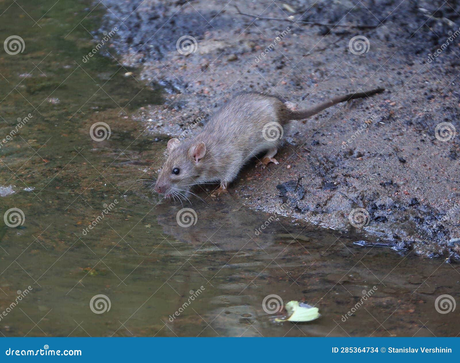 Wild Rat Drinks Water from the River Stock Photo - Image of drinking ...