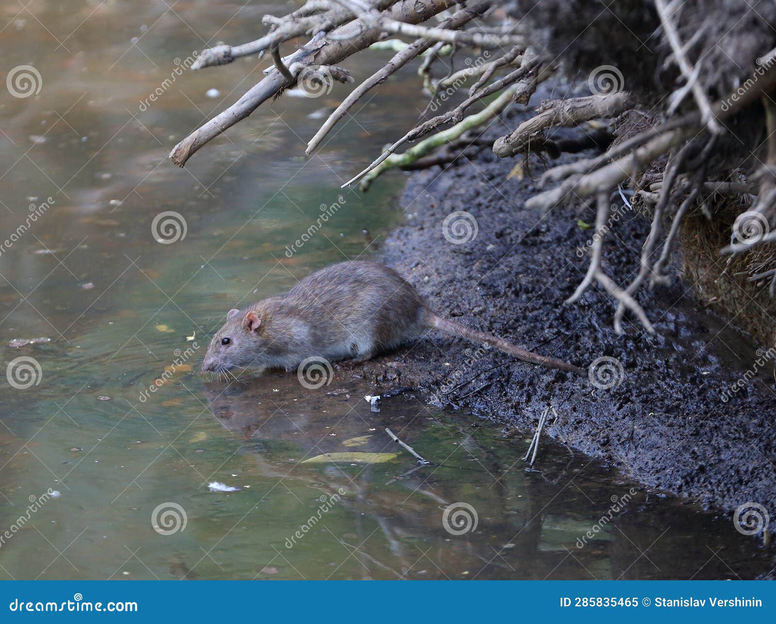 Wild Rat Drinks Water from the River Stock Image - Image of drink, bank ...
