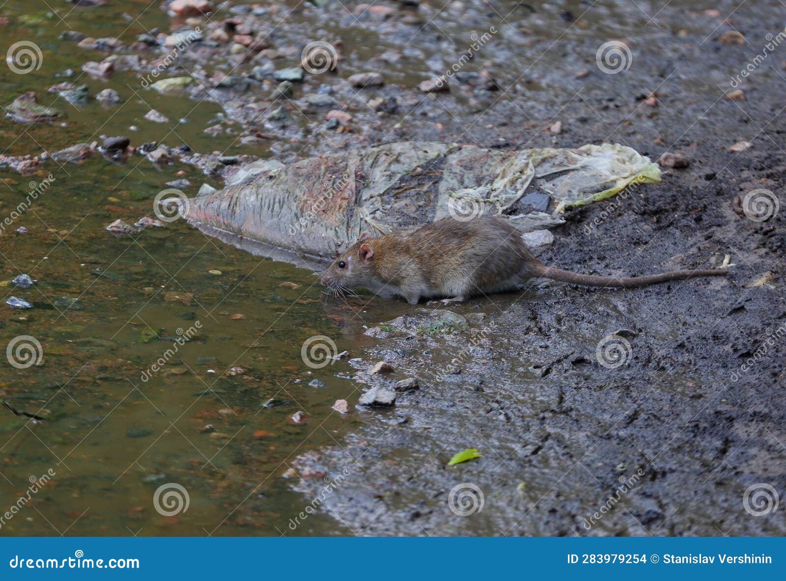 Wild Rat Enters the Water from the River Bank Stock Photo - Image of ...