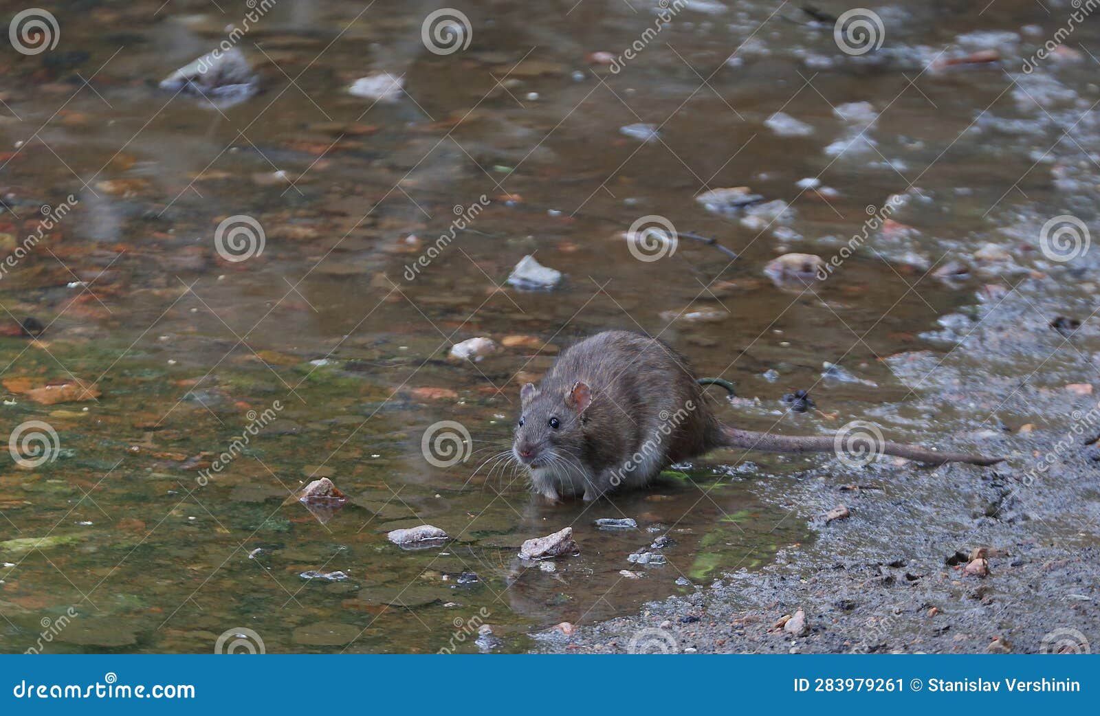 Wild Rat Enters the Water from the River Bank Stock Image - Image of ...
