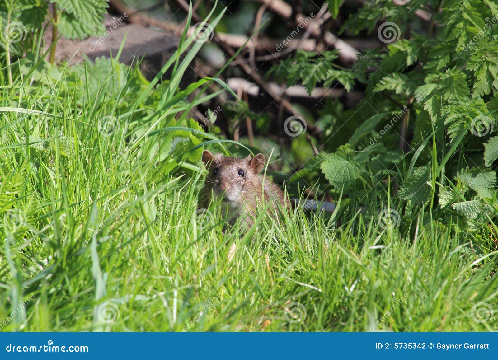 Wild rat in grass stock photo. Image of park, grass - 215735342