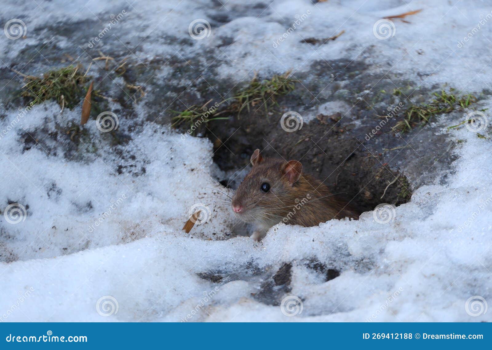 Wild Rat Peeks Out of a Hole in the Dirty Snow Stock Photo - Image of ...