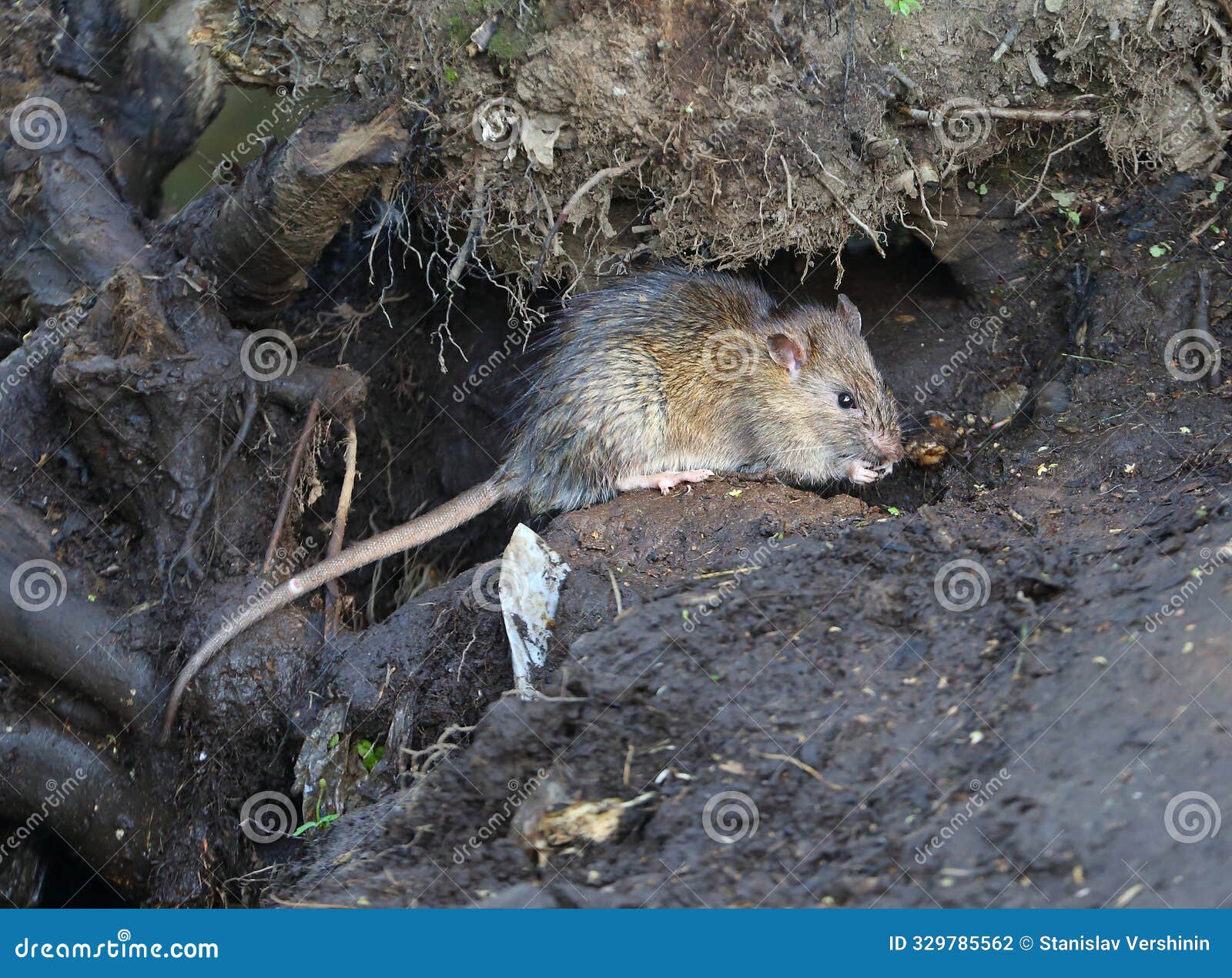 Wild Rat Sits Near a Hole in the Ground Stock Photo - Image of rodent ...