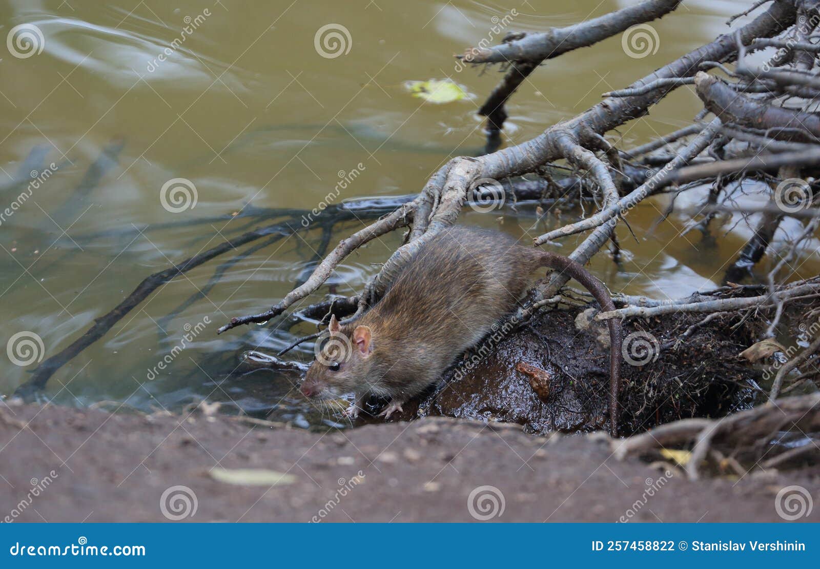 Wild Rat Sits Near the Water on the Roots of a Tree Stock Photo - Image ...