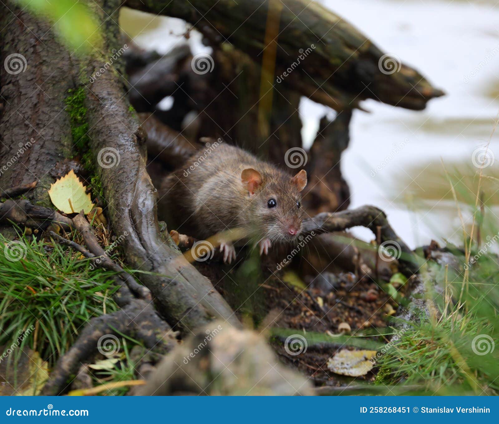 Wild Rat Sits Near the Water on the Roots of a Tree Stock Image - Image ...