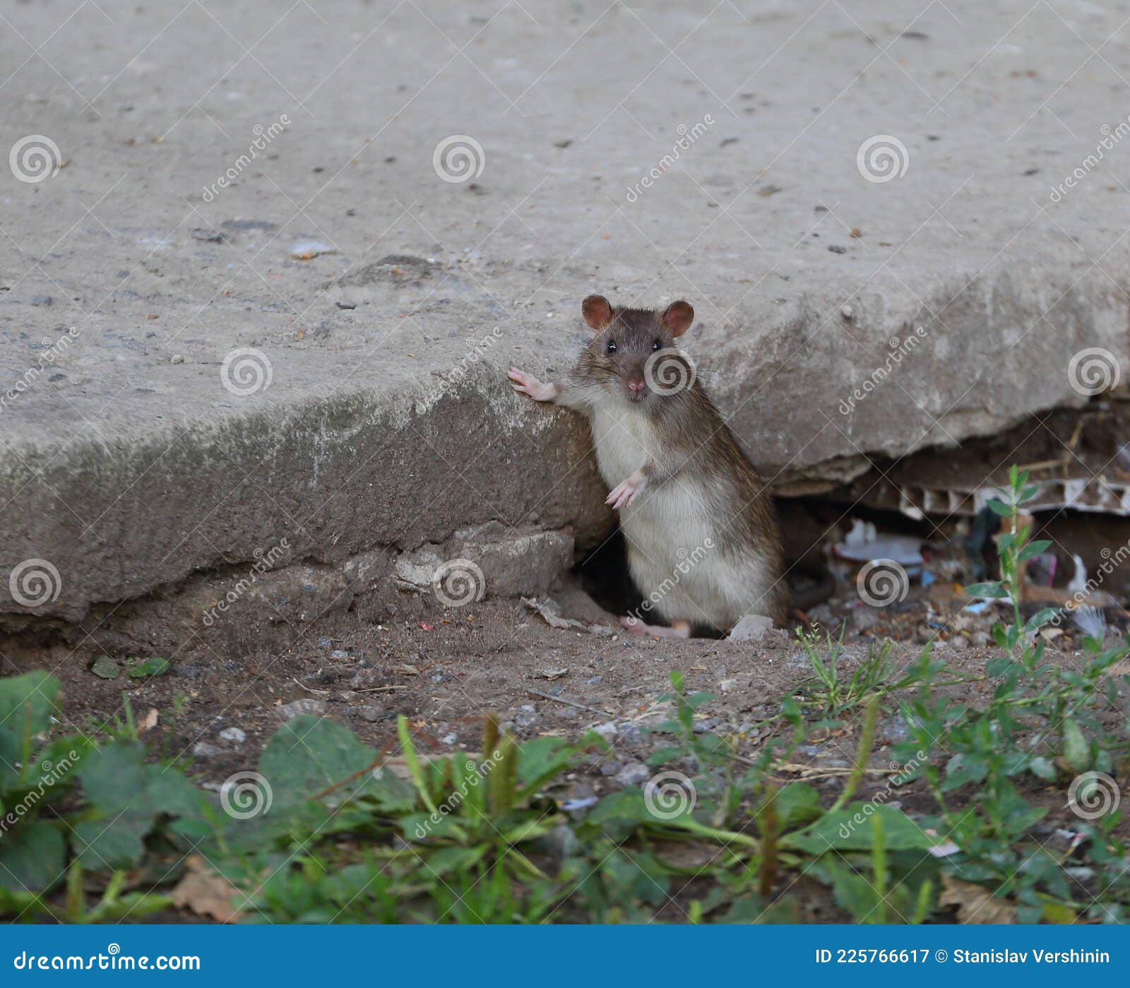 Wild Rat Sits Next To a Hole Under a Concrete Slab Stock Image - Image ...