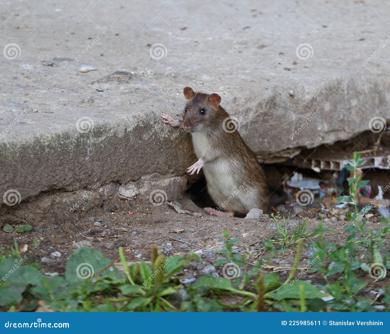 Wild Rat Sits Next To a Hole Under a Concrete Slab Stock Image - Image ...