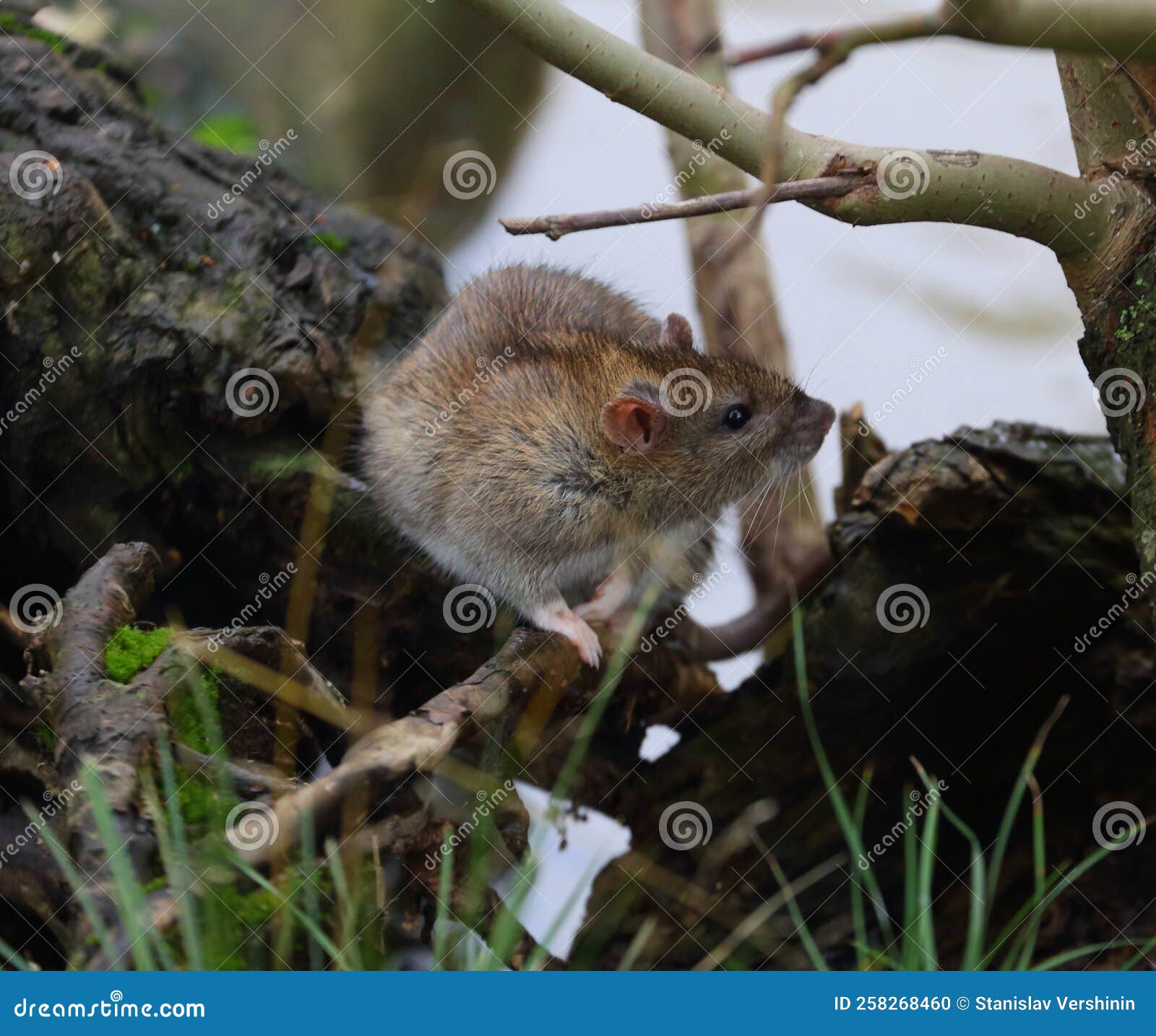 Wild Rat Sits on the Roots of a Tree Stock Photo - Image of nature ...