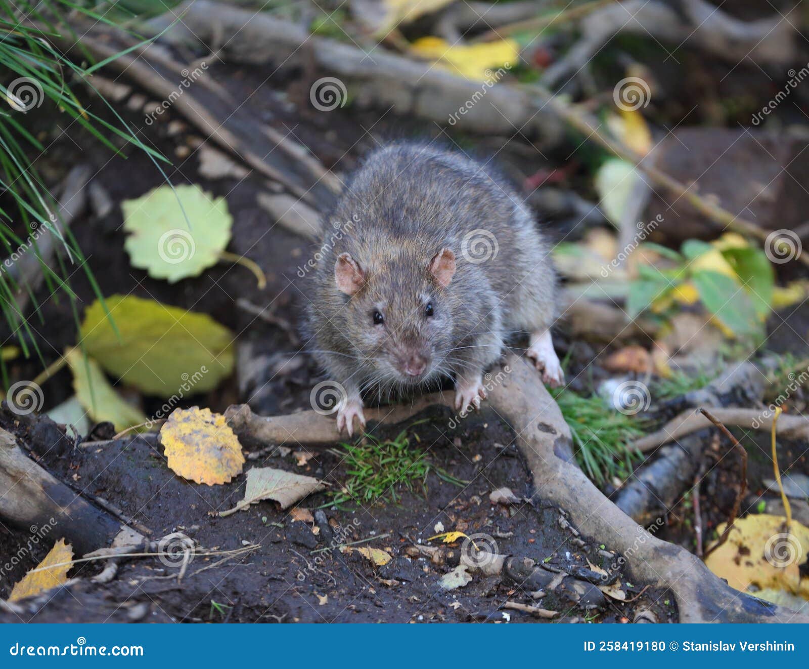 Wild Rat Sits on the Roots of a Tree Stock Photo - Image of outdoor ...