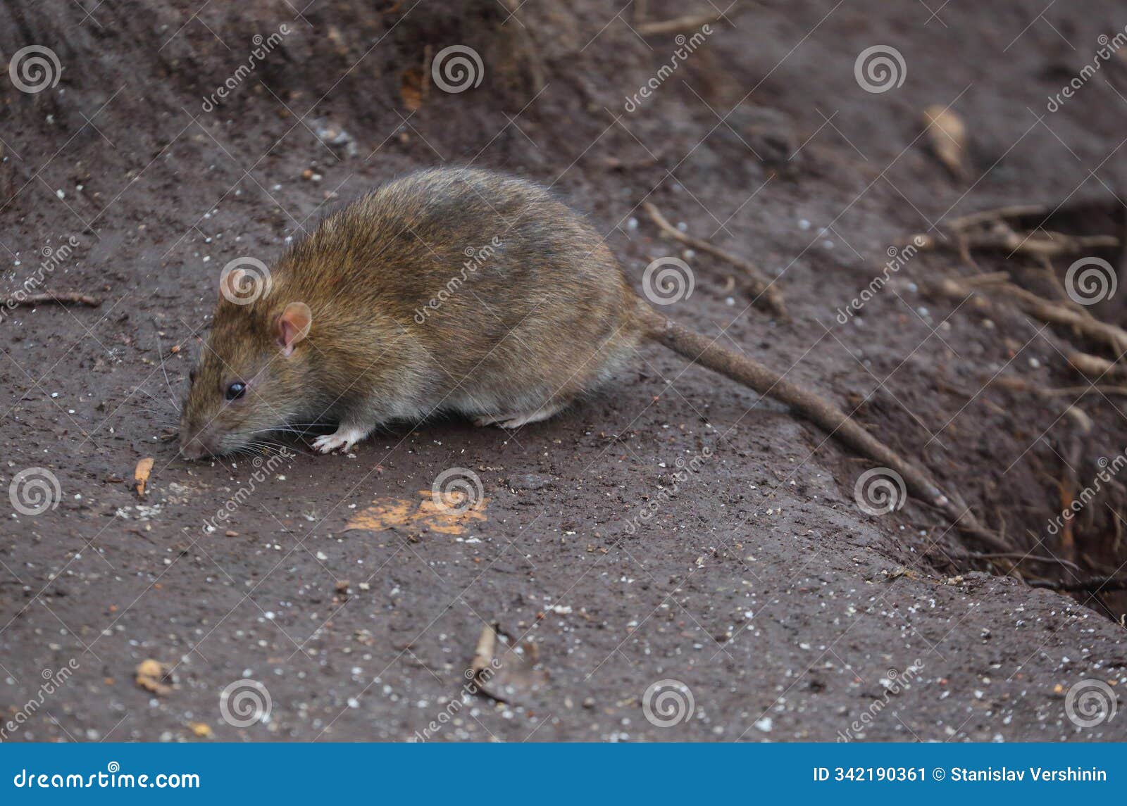 Wild Rat is Sitting on the Ground Stock Image - Image of cute, rodent ...