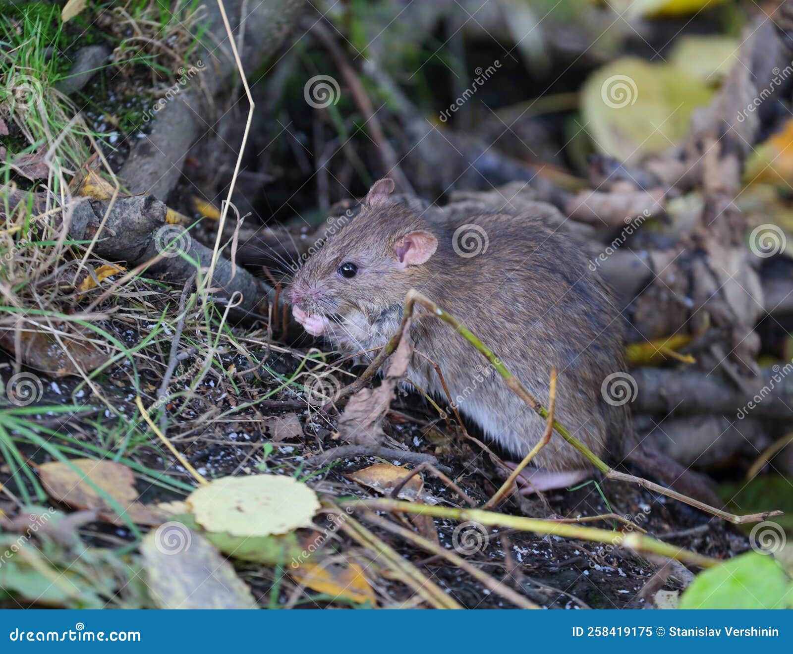 Wild Rat is Sitting in the Rare Grass Stock Image - Image of green ...